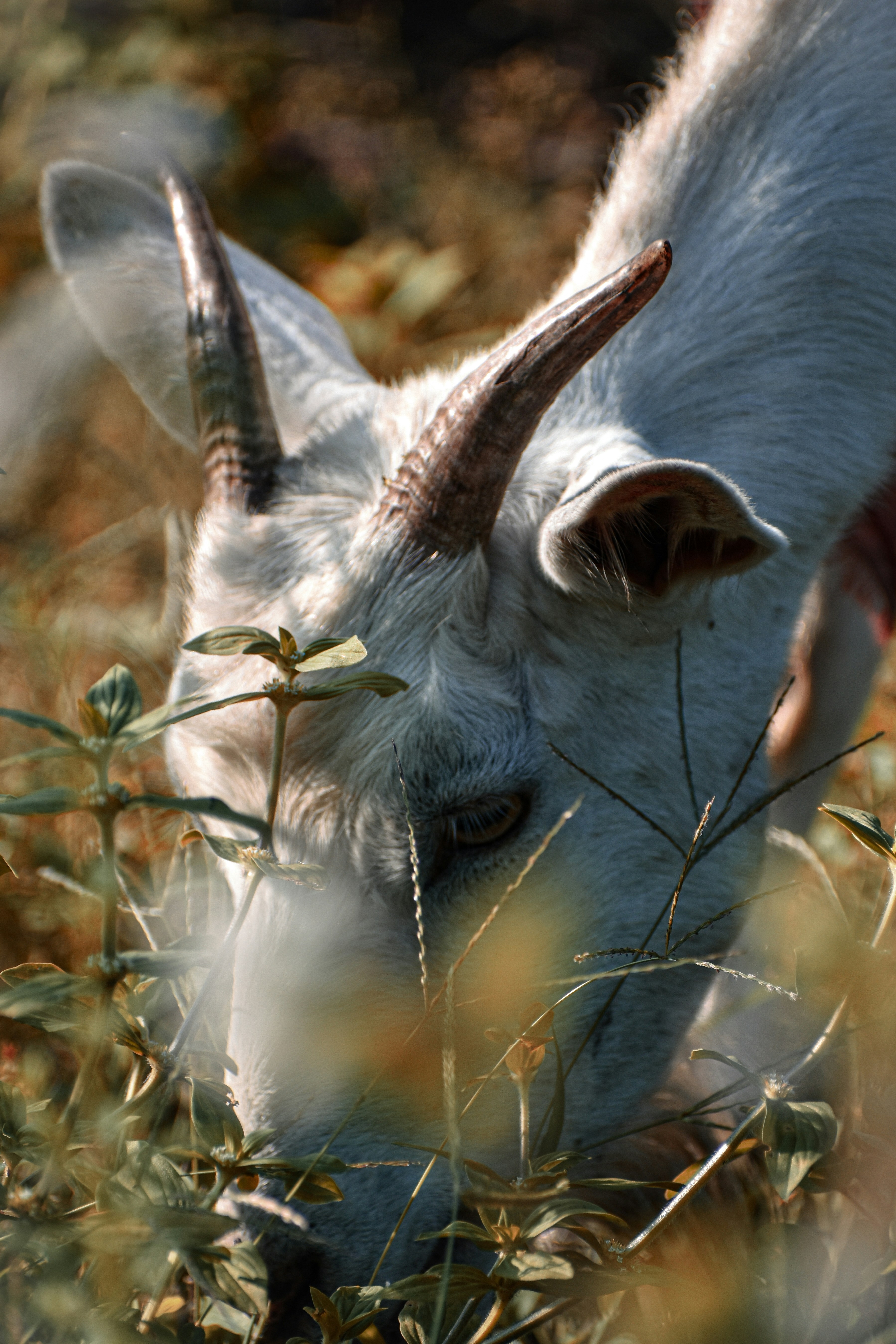 Quiet Grazing in Sunlit Thicket: A White Goat with Curved Horns