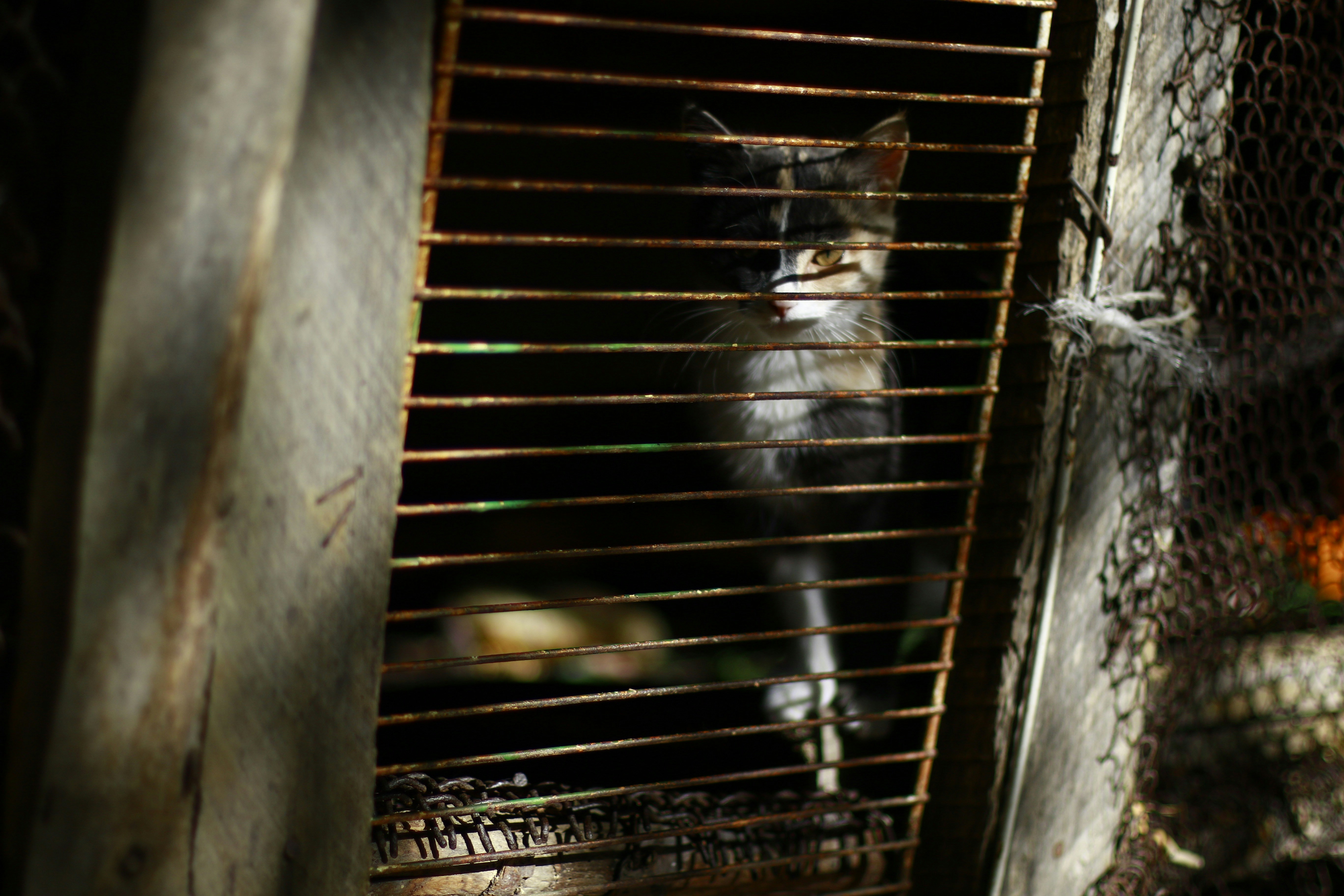 Behind the Grille: a wary cat in a rust-streaked enclosure
