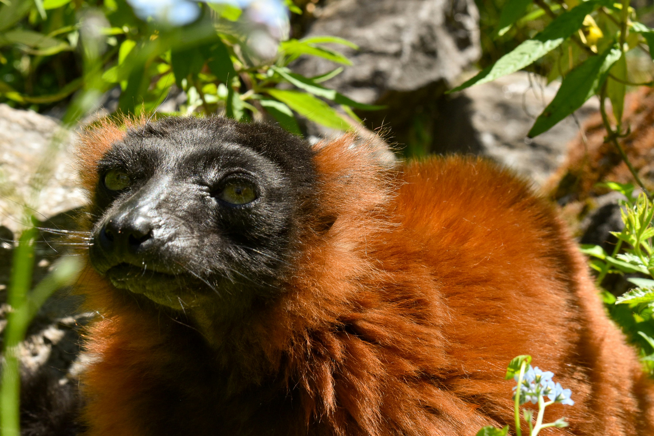 Portrait of a Golden-Backed Lemur in Dappled Shade