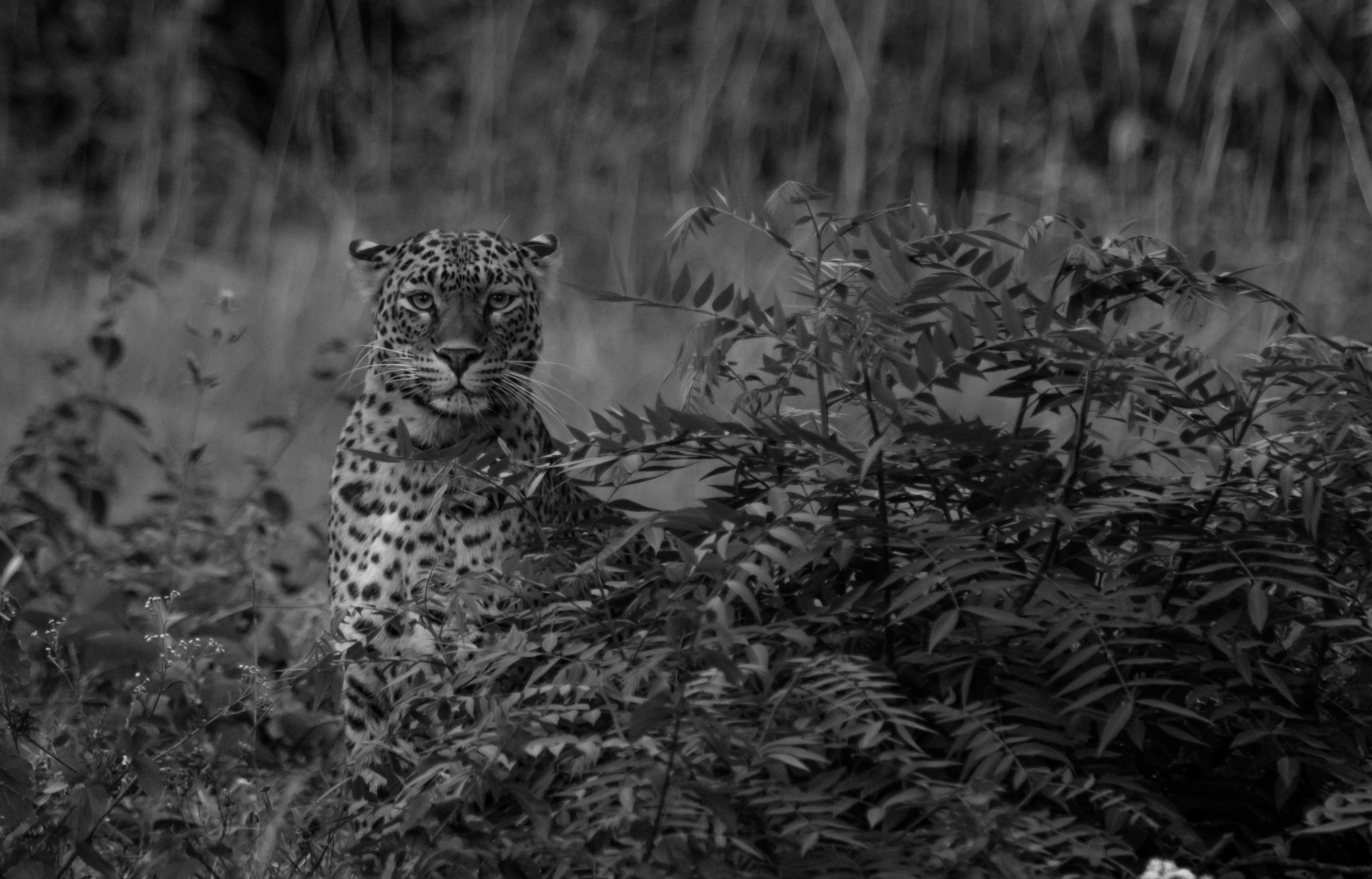 Leopard in the Shadows: a patient gaze through tangled brush
