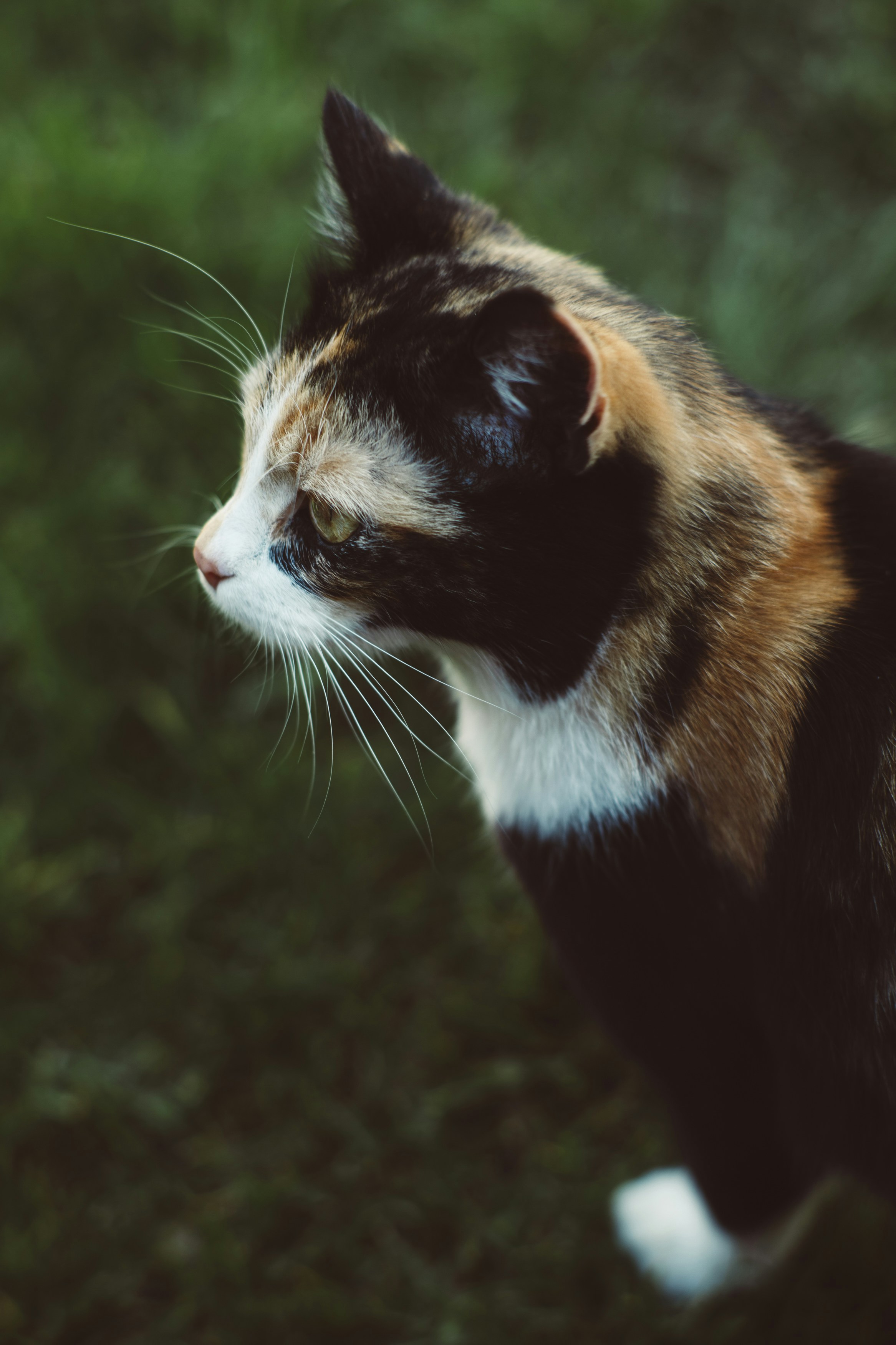 Cat. Made with analog vintage lens, Leica Summicron-R 2.0 90mm (Year: 1981) | calico cat in close up photography