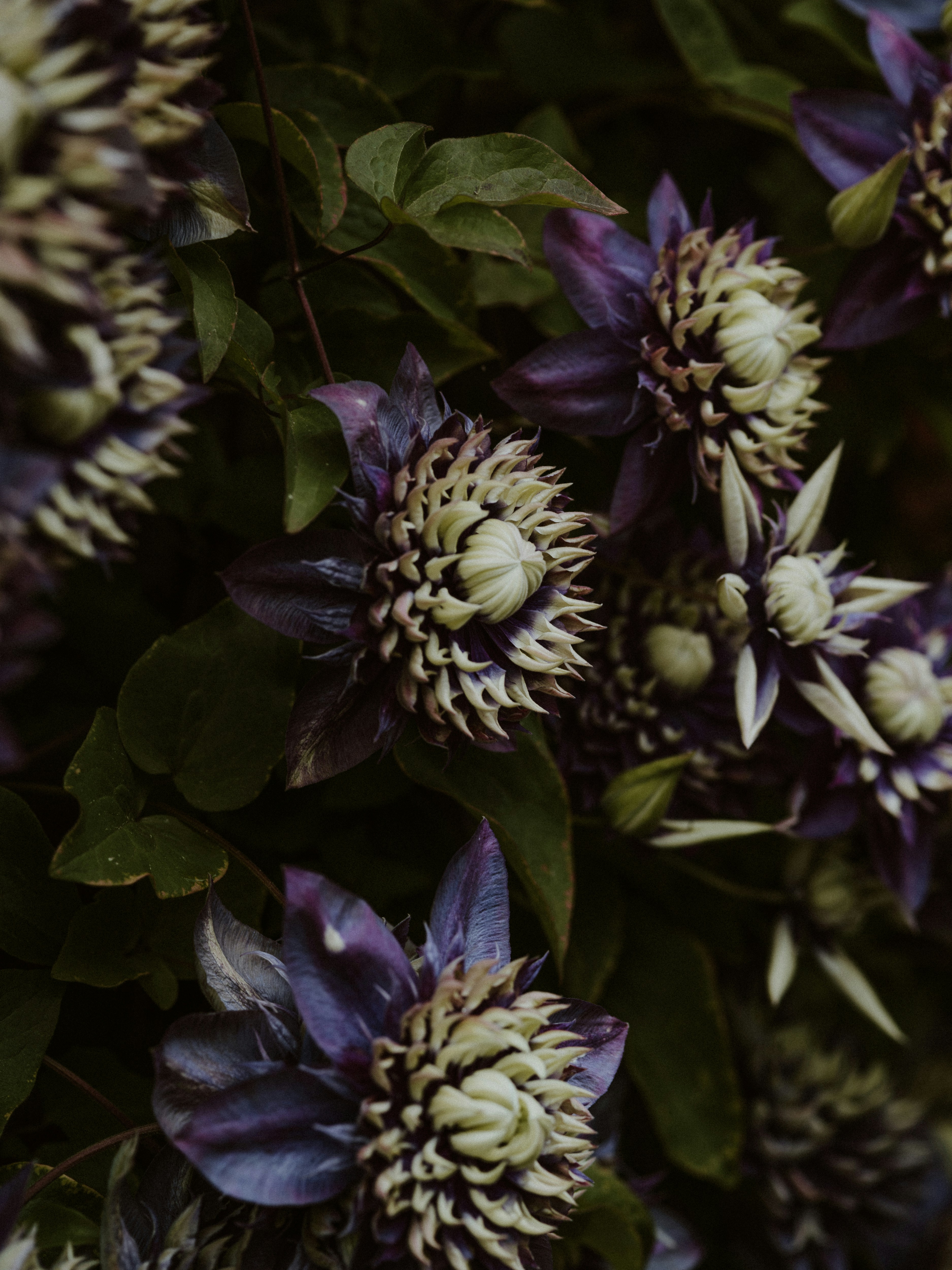 Midnight Bloom: Close-Up of Velvet Chrysanthemum Jewels