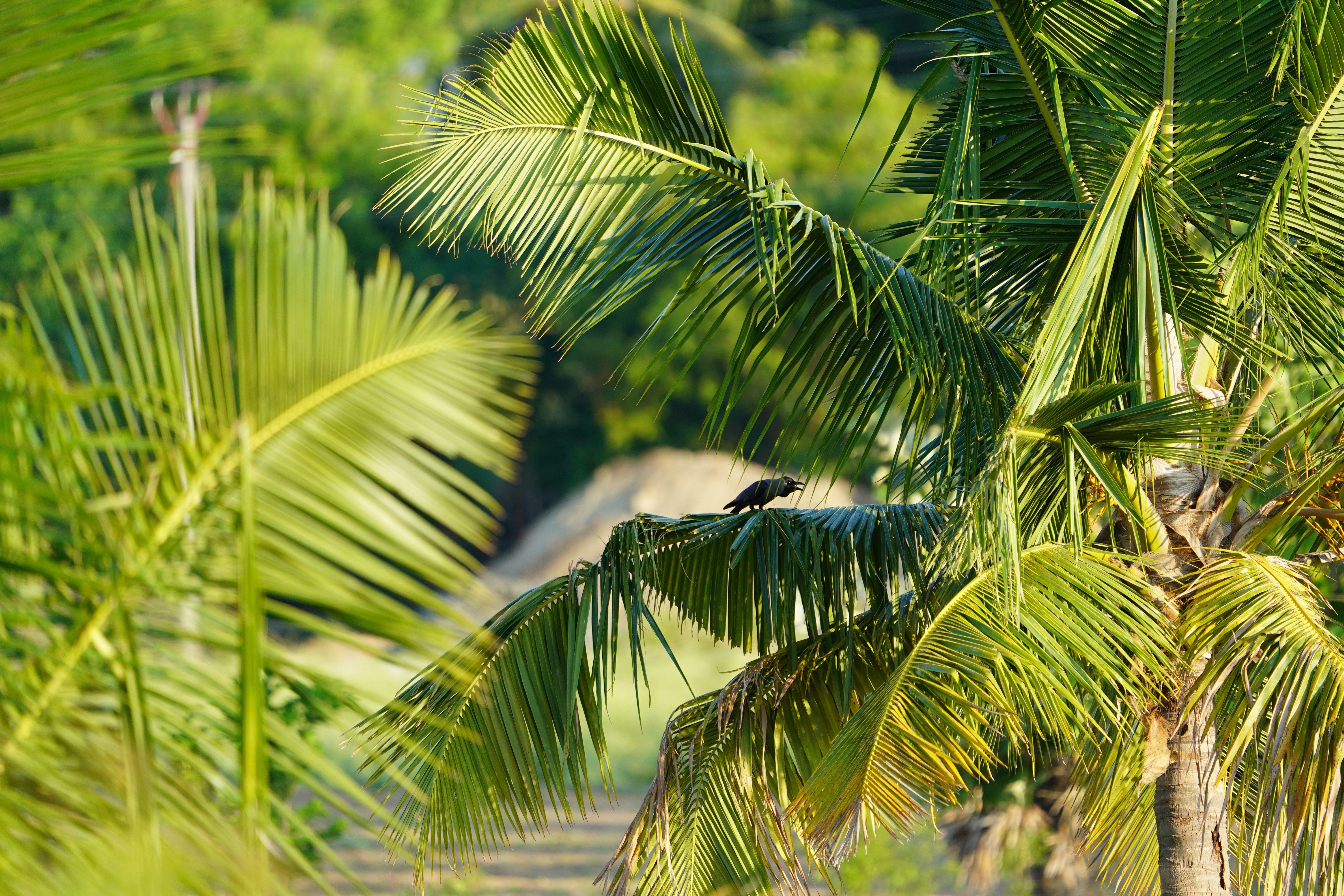 Bird perched amidst vibrant green palm fronds in a sunlit tropical setting.