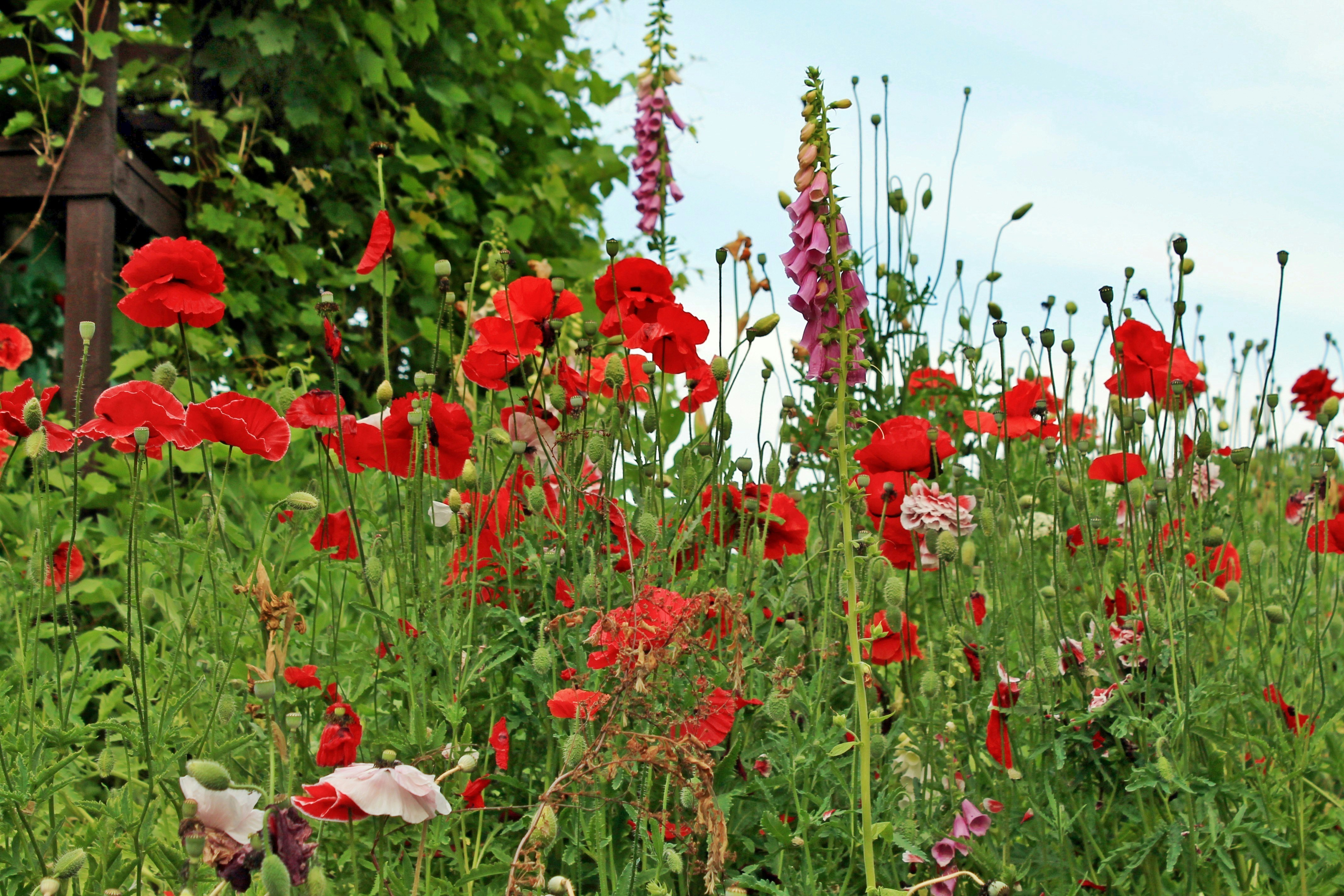 Crimson Poppies Sweep a Quiet Meadow