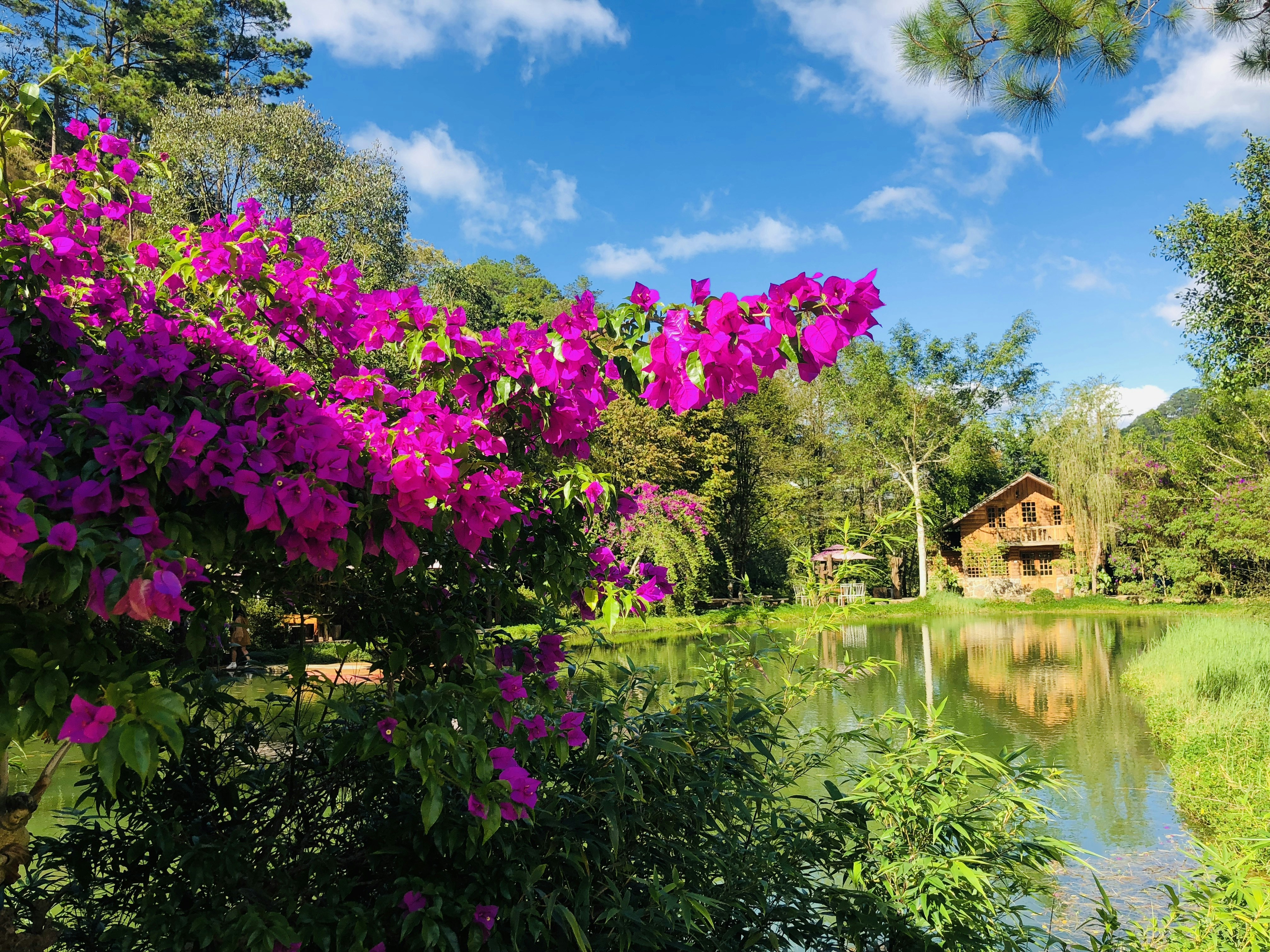 Vivid Bougainvillea by a tranquil pond with a wooden cabin