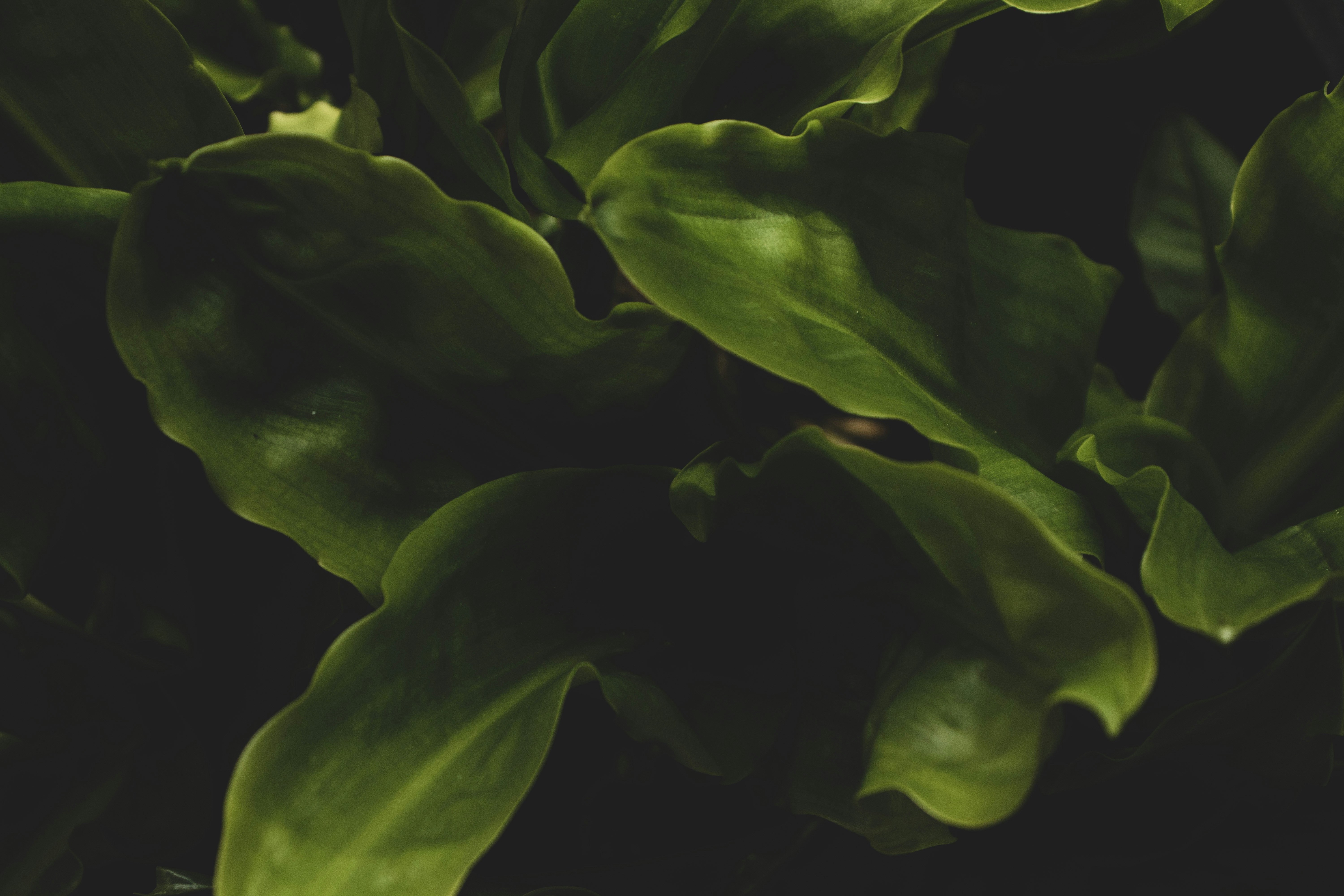 Green leaves in close up photography photo – Free Eppenstein Image on ...