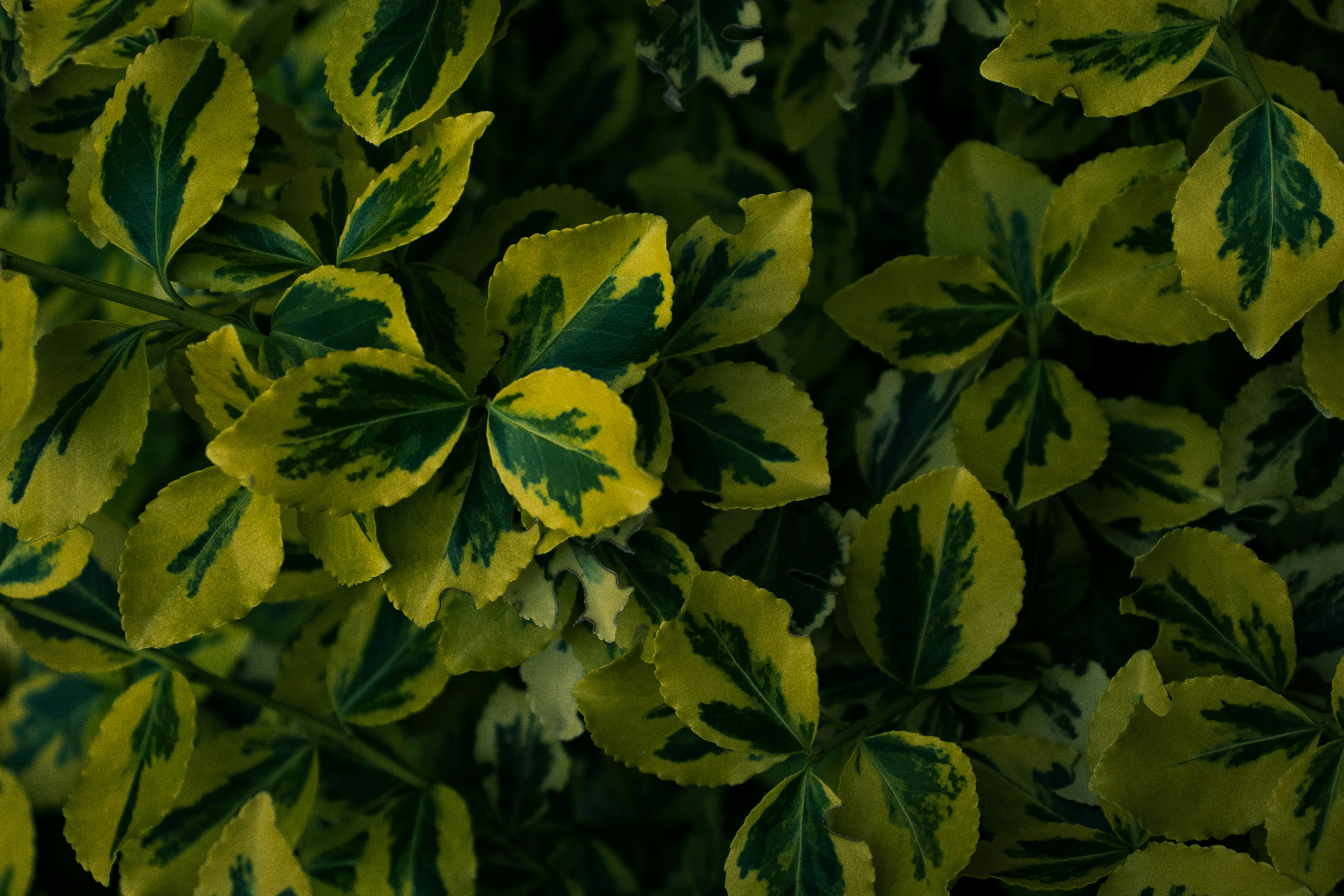 green and yellow leafs for background