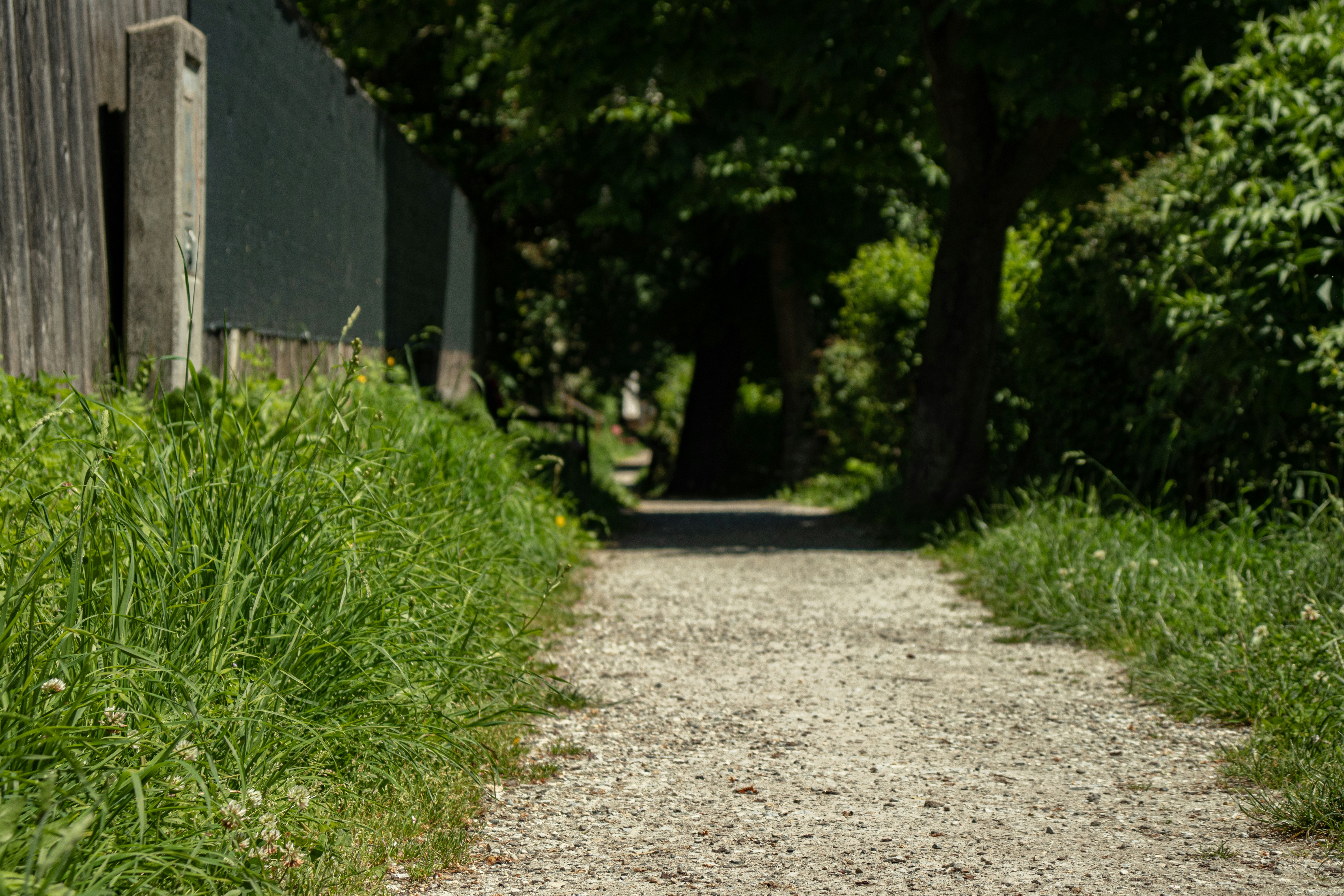 Between Light and Leaves: A Gravel Path Bordered by Green Walls
