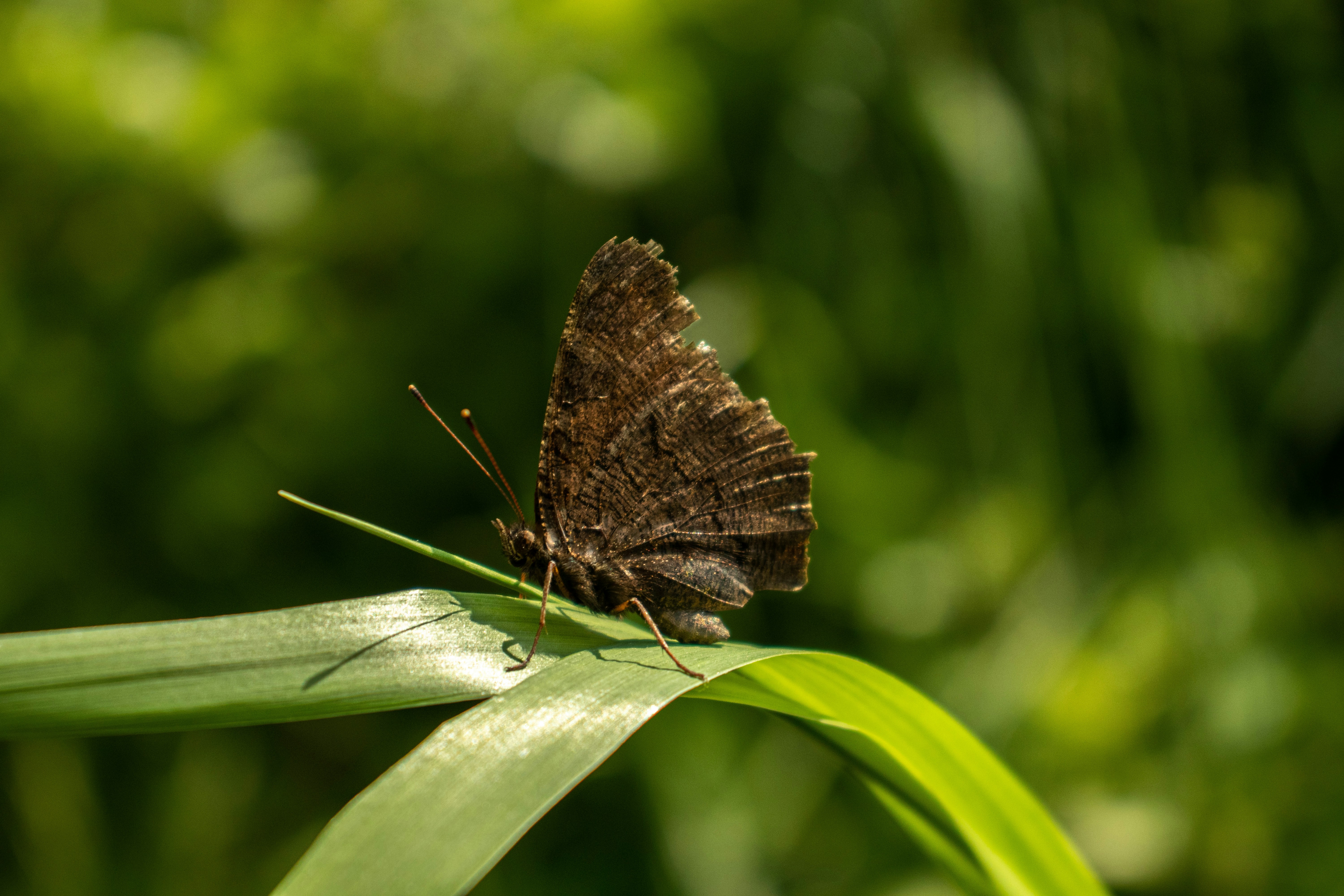 A dark butterfly perched delicately on a green blade of grass, surrounded by lush foliage. The intricate details of its wings are highlighted in the soft natural light.