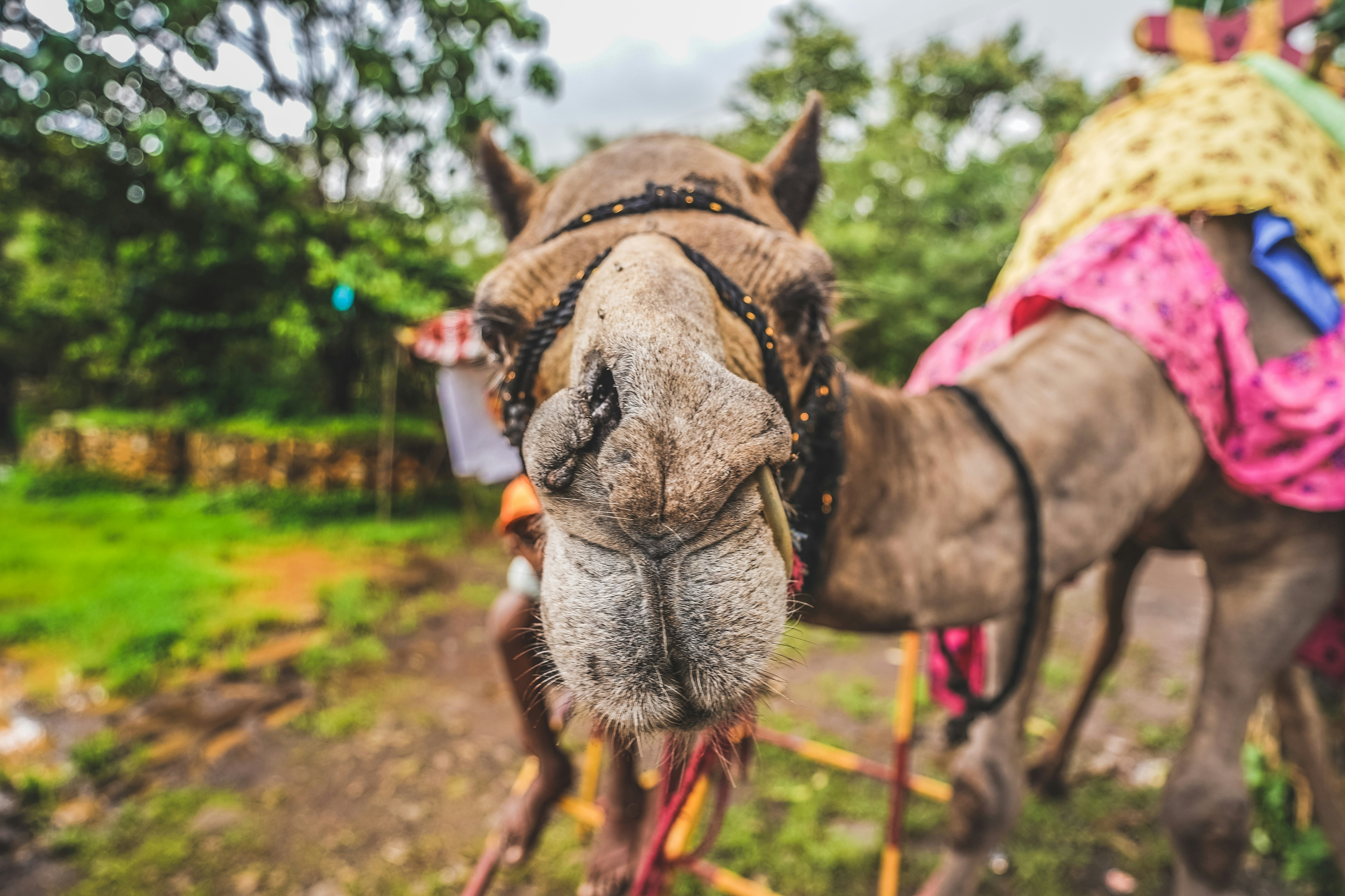 Nose-First Encounter: A Camel's Curious Gaze at Ground Level