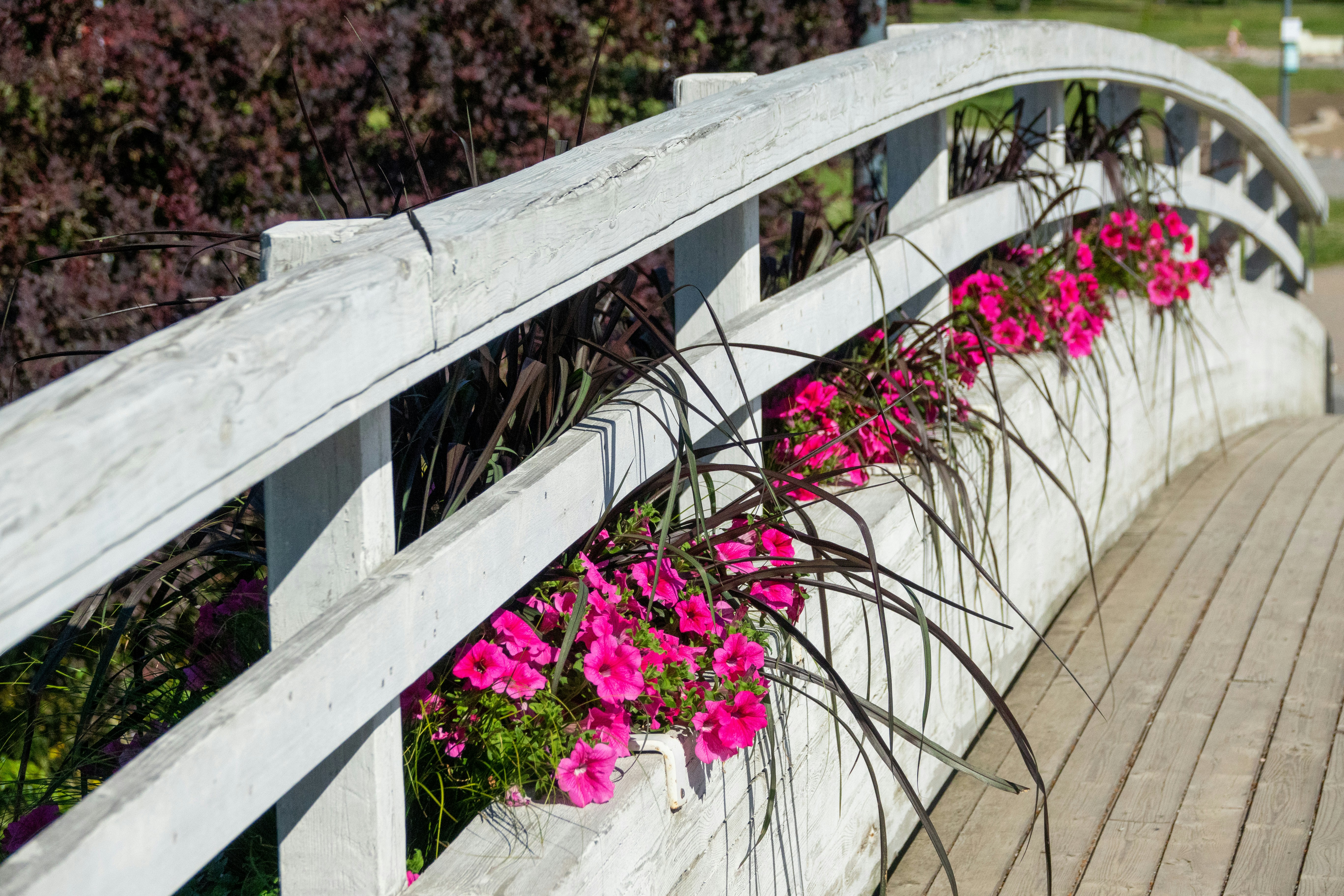 A wooden bridge adorned with vibrant pink flowers and dark foliage, inviting a serene stroll through nature's beauty.