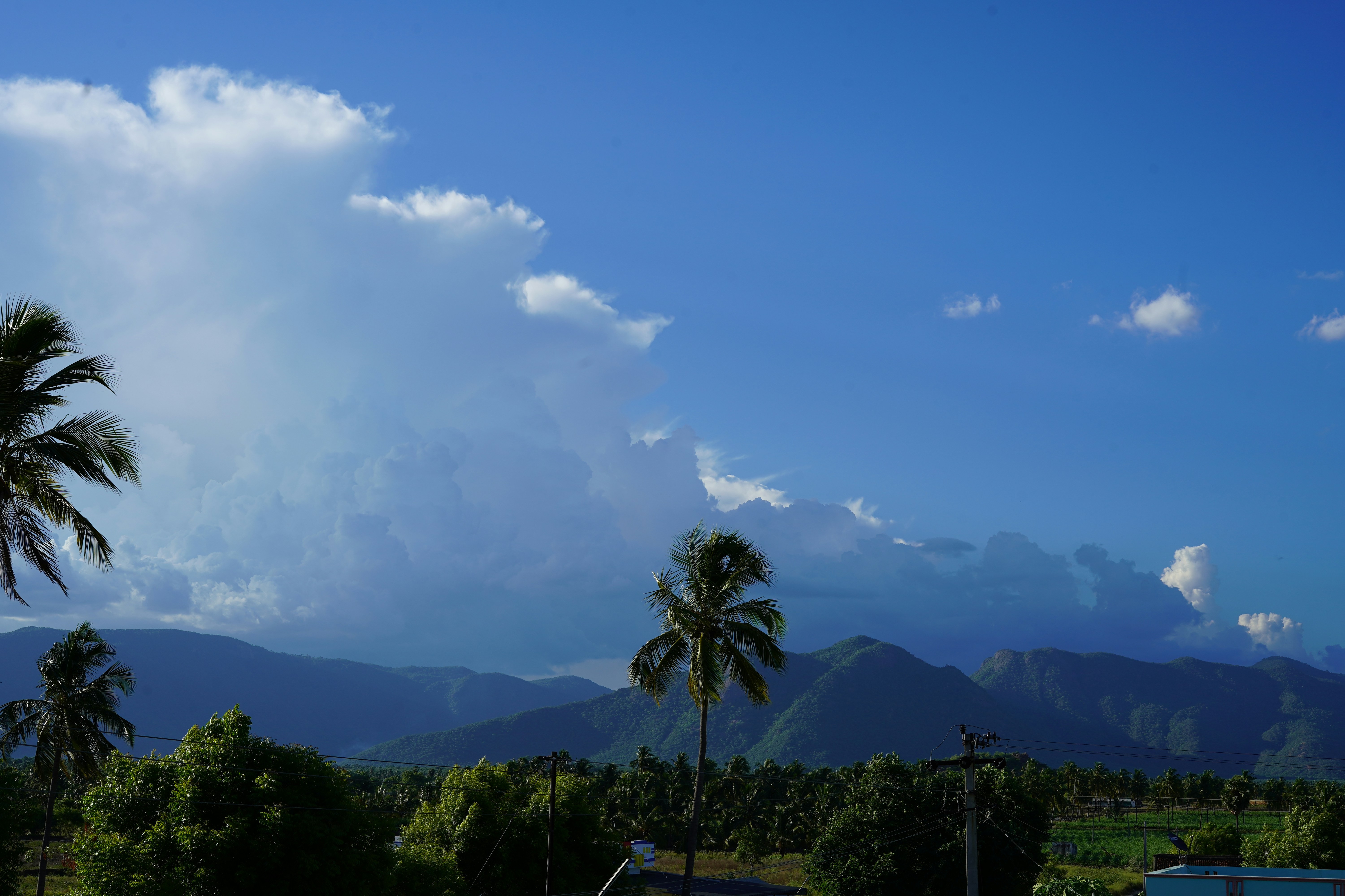 Palm Sentinel over emerald valley under a cobalt sky