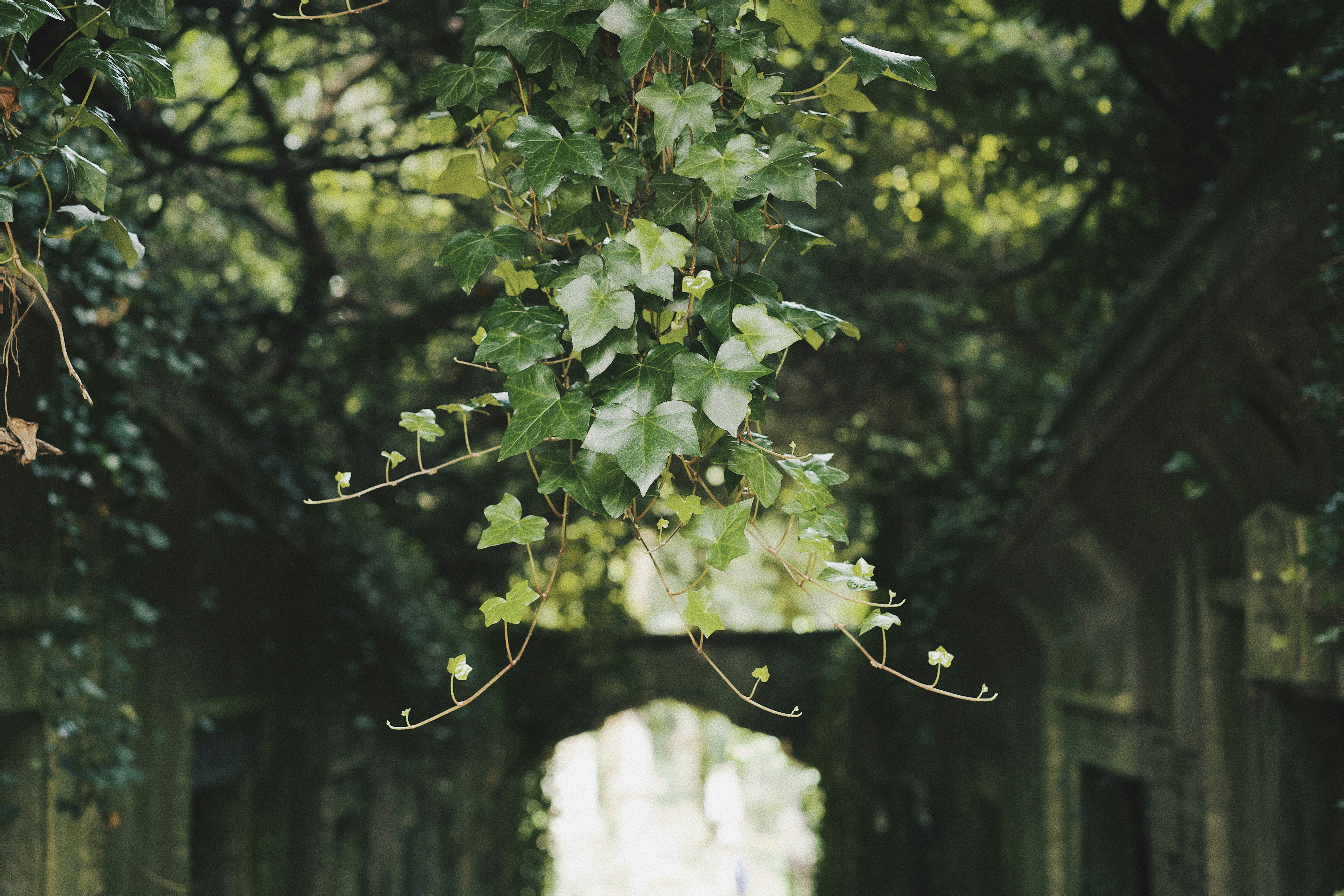 Ivy Veil Over the Sunlit Archway