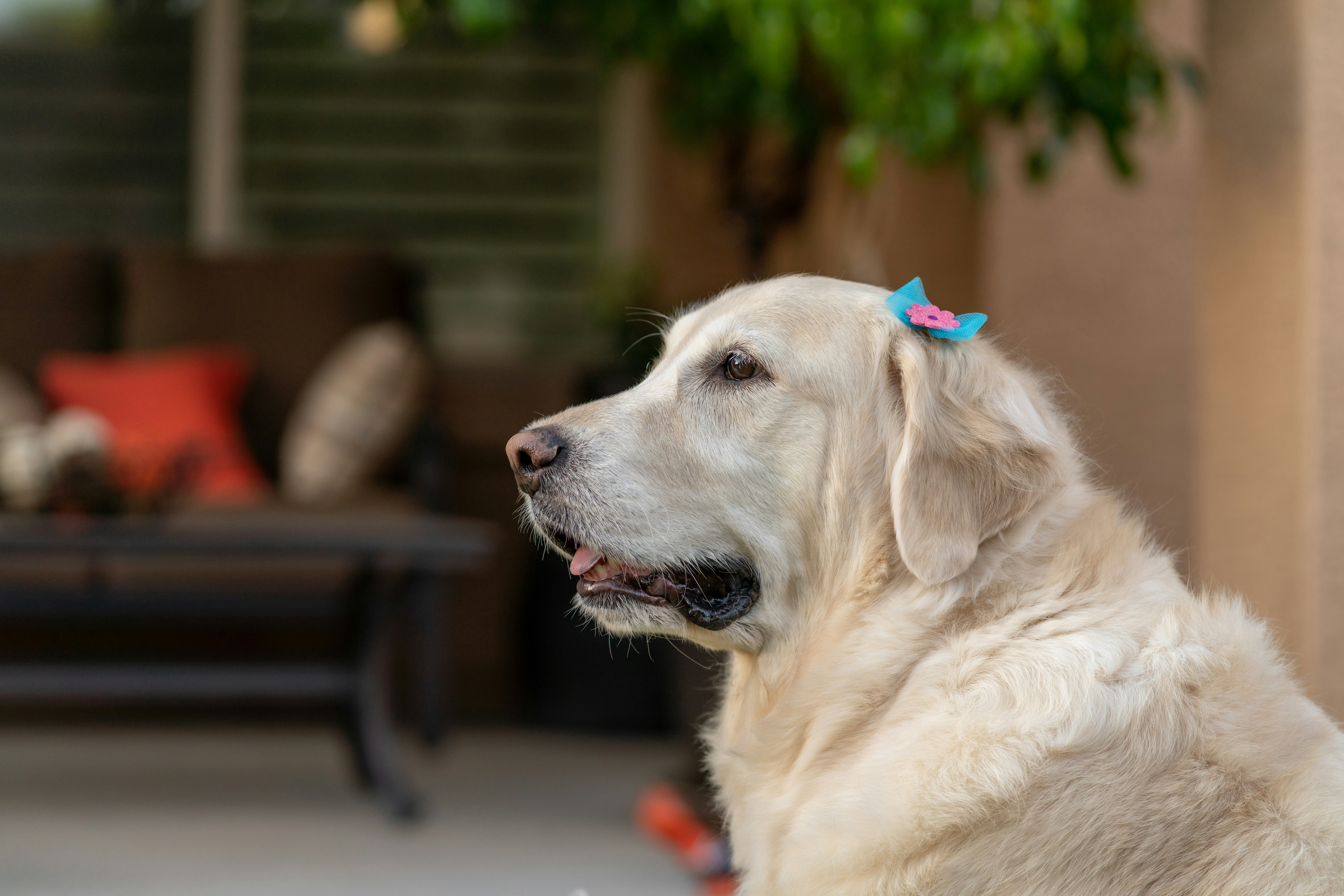 Golden Retriever Portrait: A Moment of Calm with a Petal Hair Clip