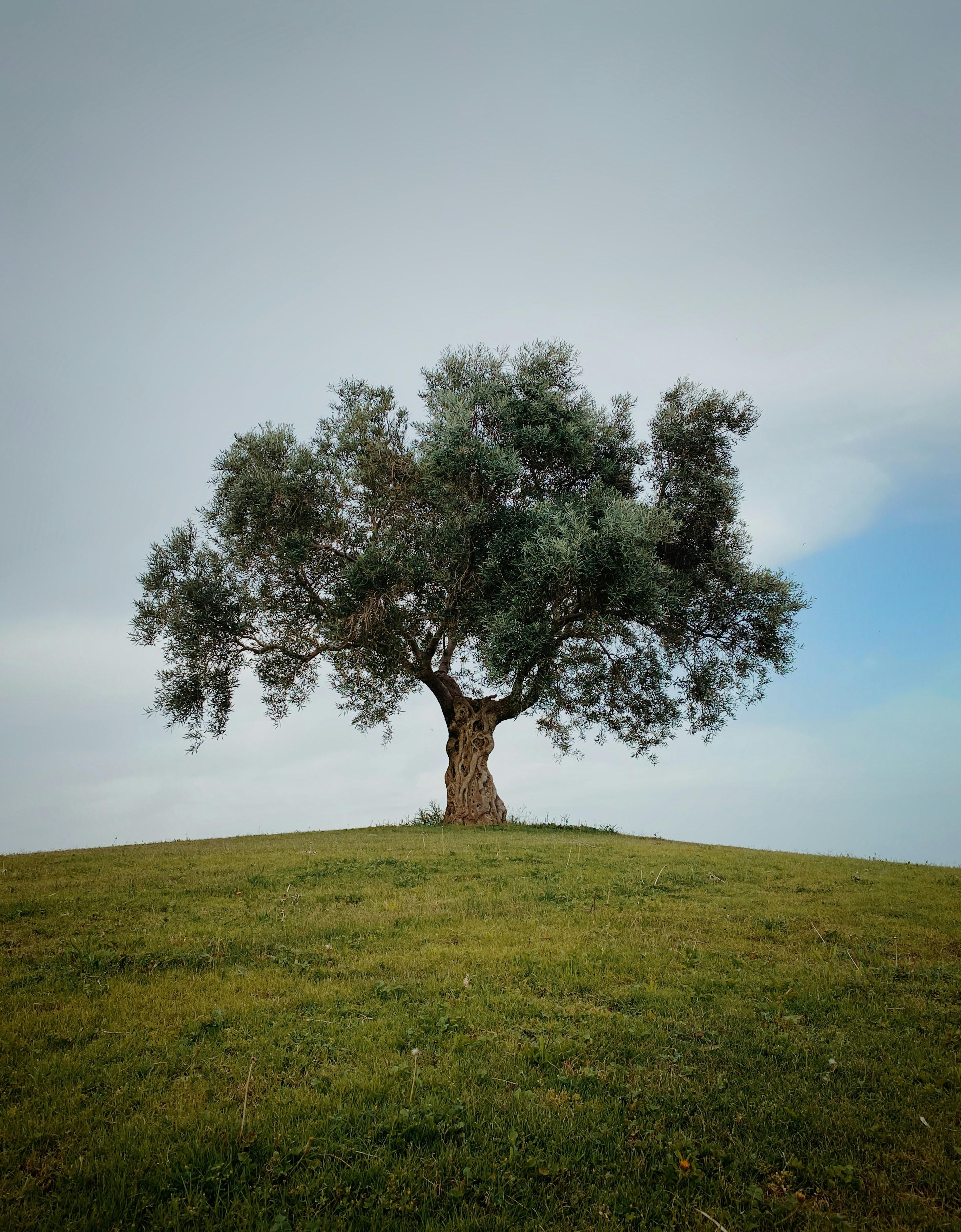 Singleton Olive Tree on a Gentle Hill