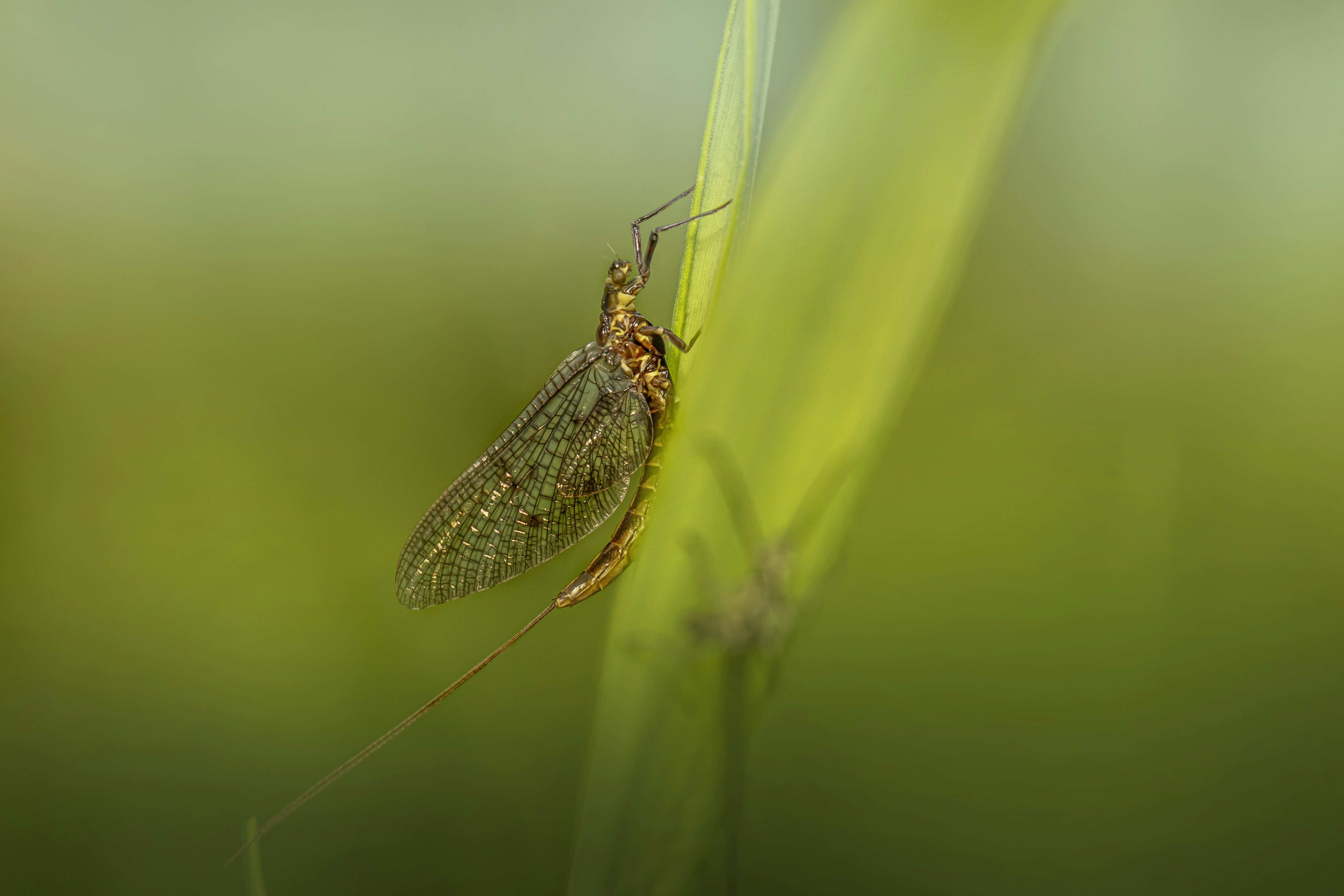 Black and brown insect on green leaf photo – Free Estonia Image on Unsplash