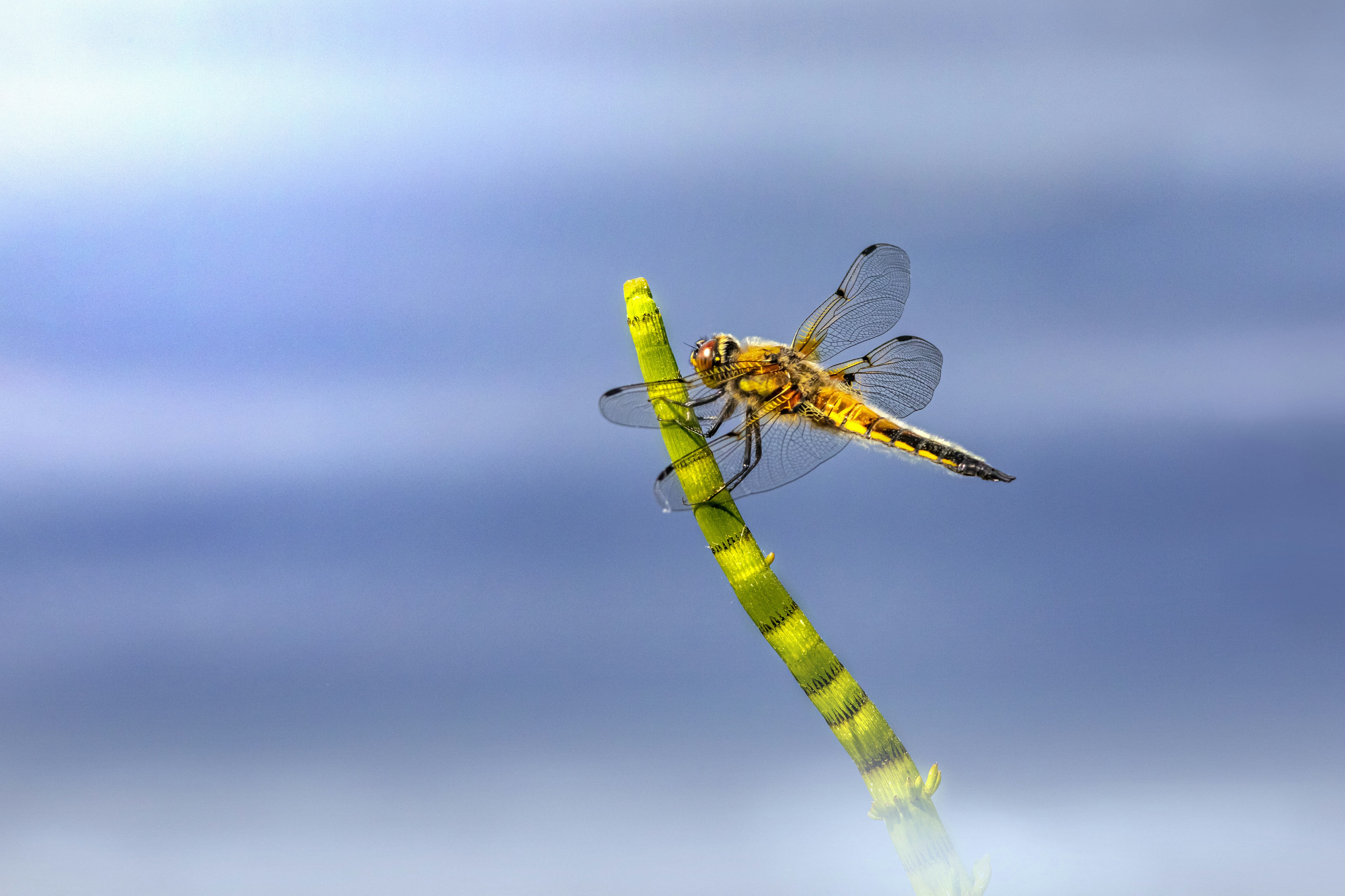 Dragonfly Japan