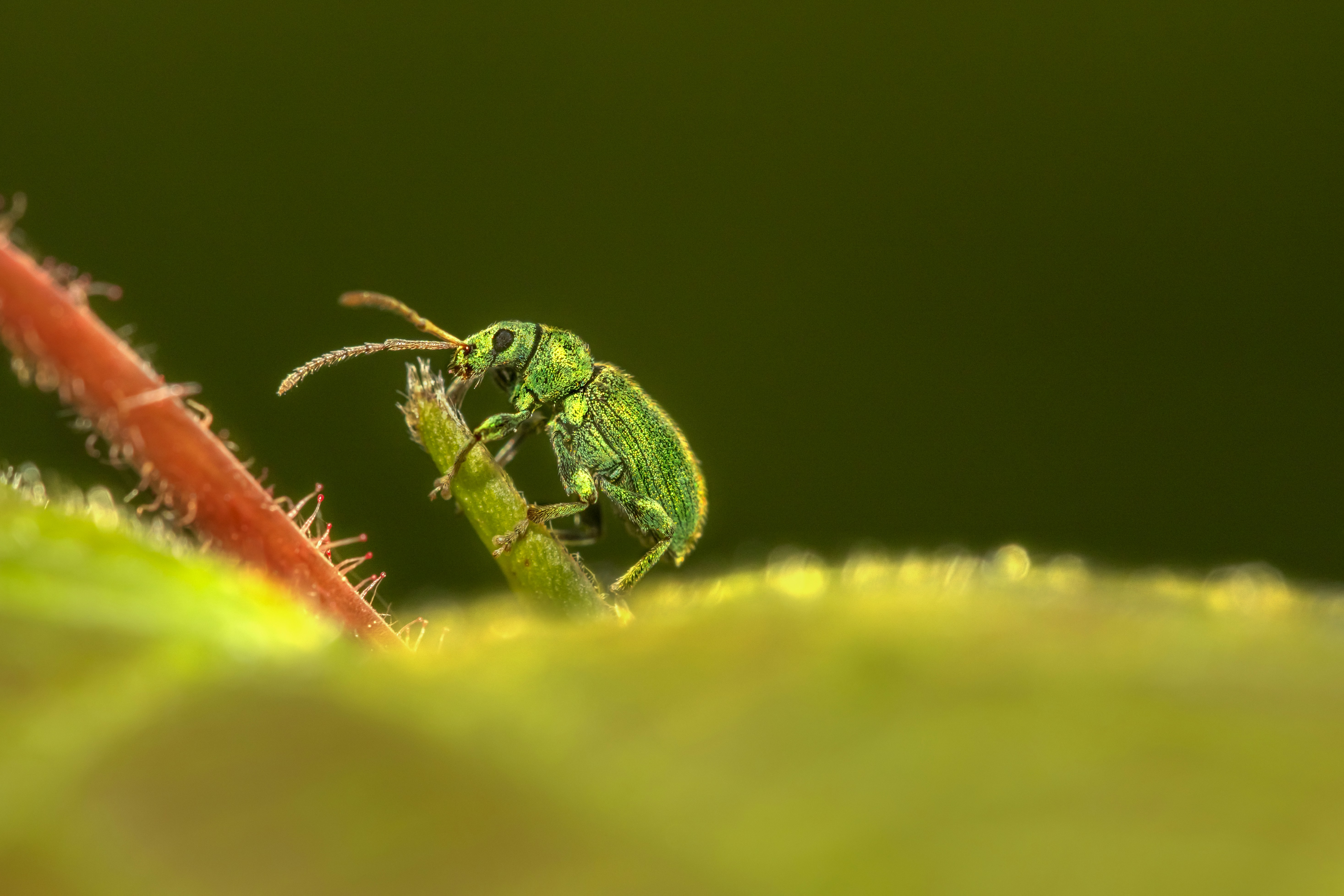 Green bug on green leaf photo – Free Estonia Image on Unsplash