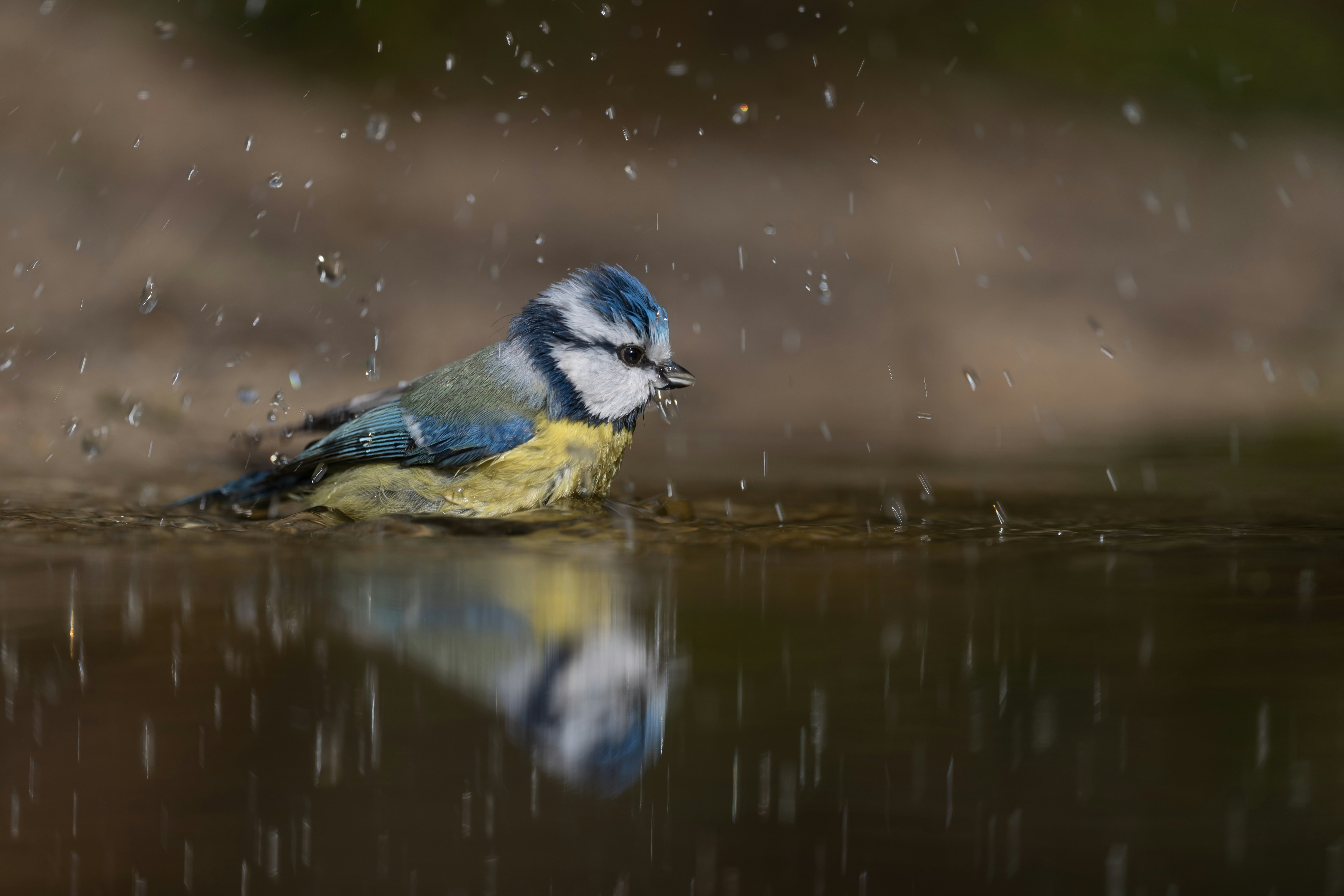 Blue Tit at the Water's Edge in a Rain Shower