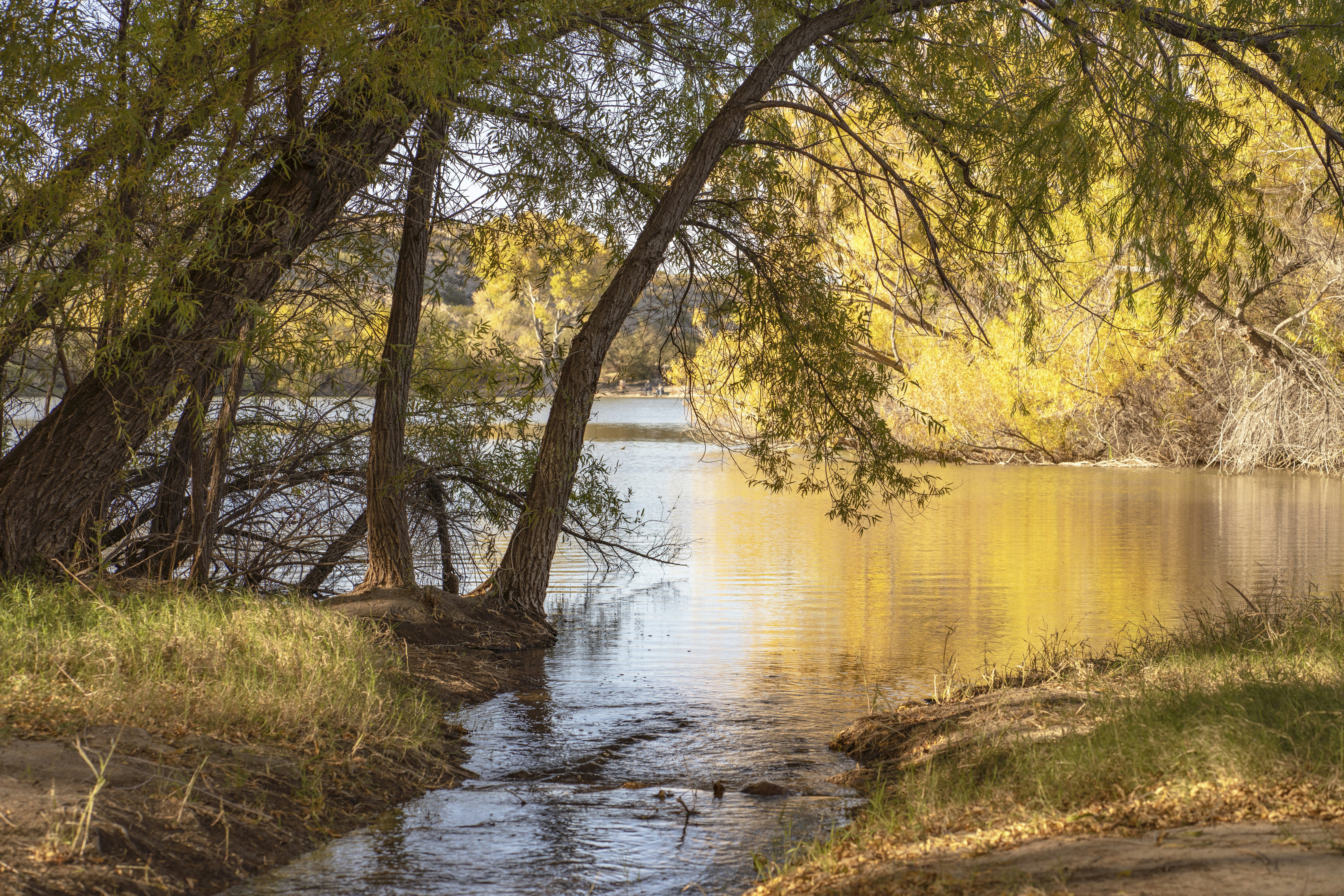 Golden autumn leaves reflect on a tranquil pond framed by arching tree branches.