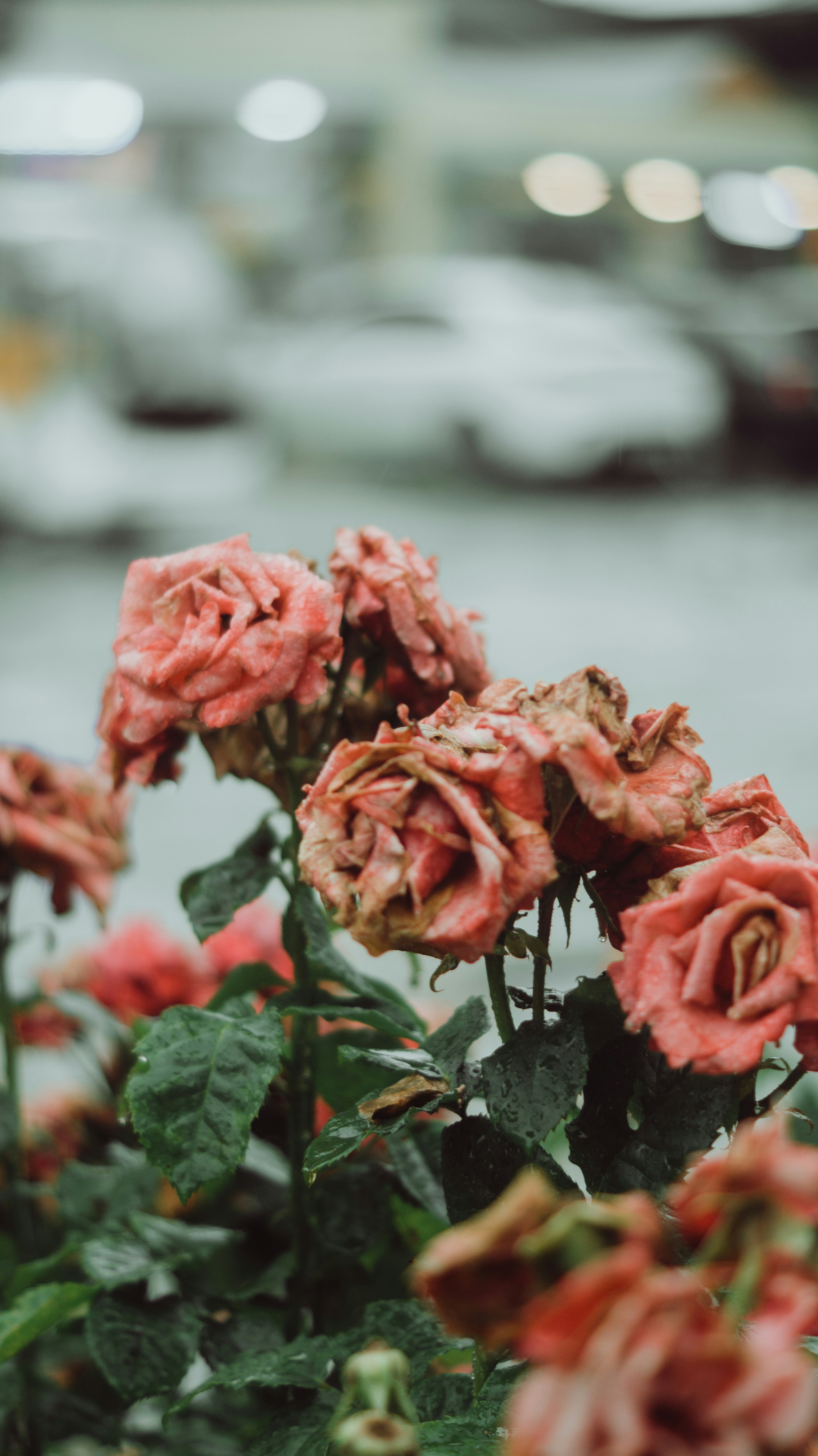 Rosalight in the City: Weathered Roses Against Urban Blur