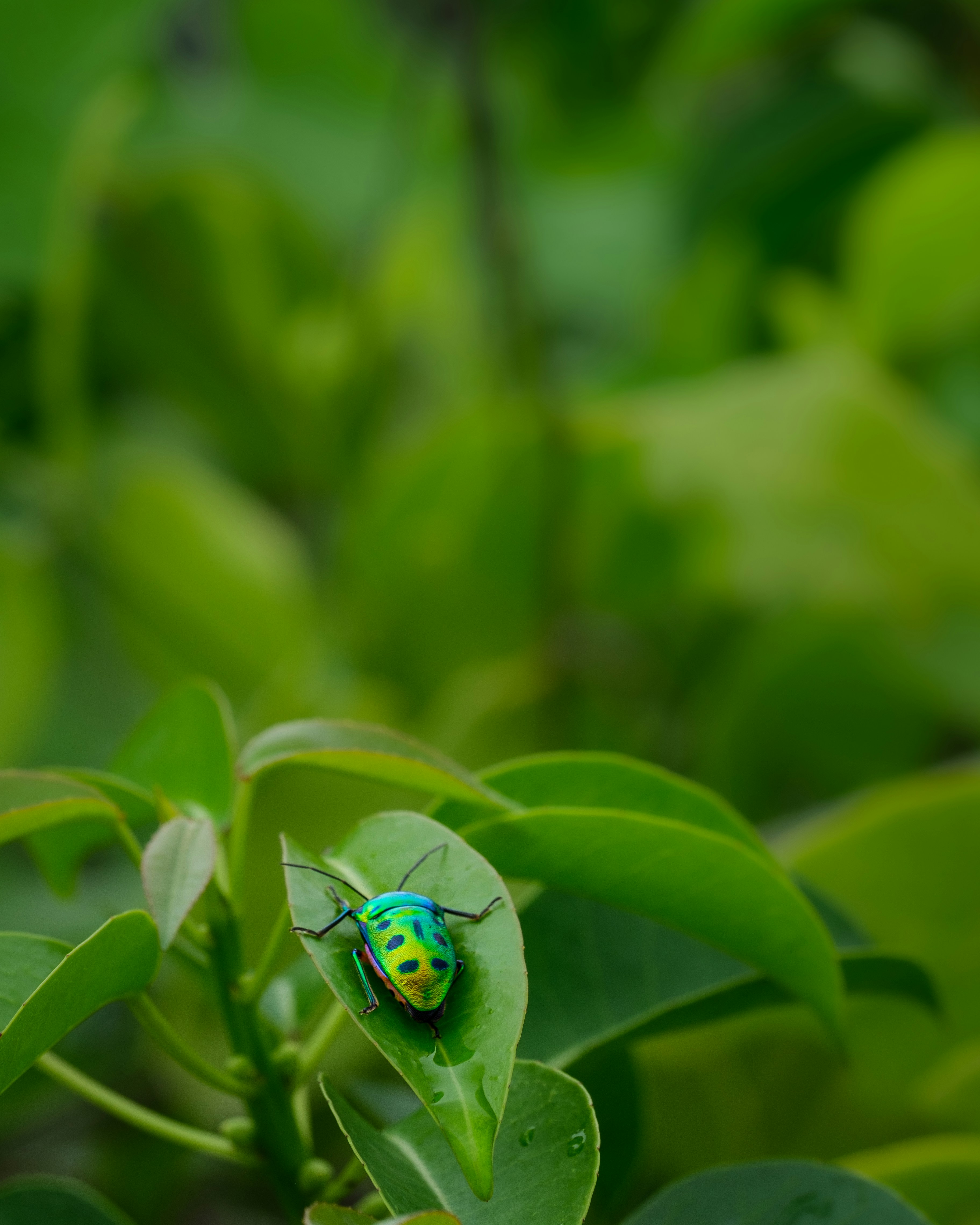 Foto Insecto verde en hoja verde – Imagen Verde gratis en Unsplash