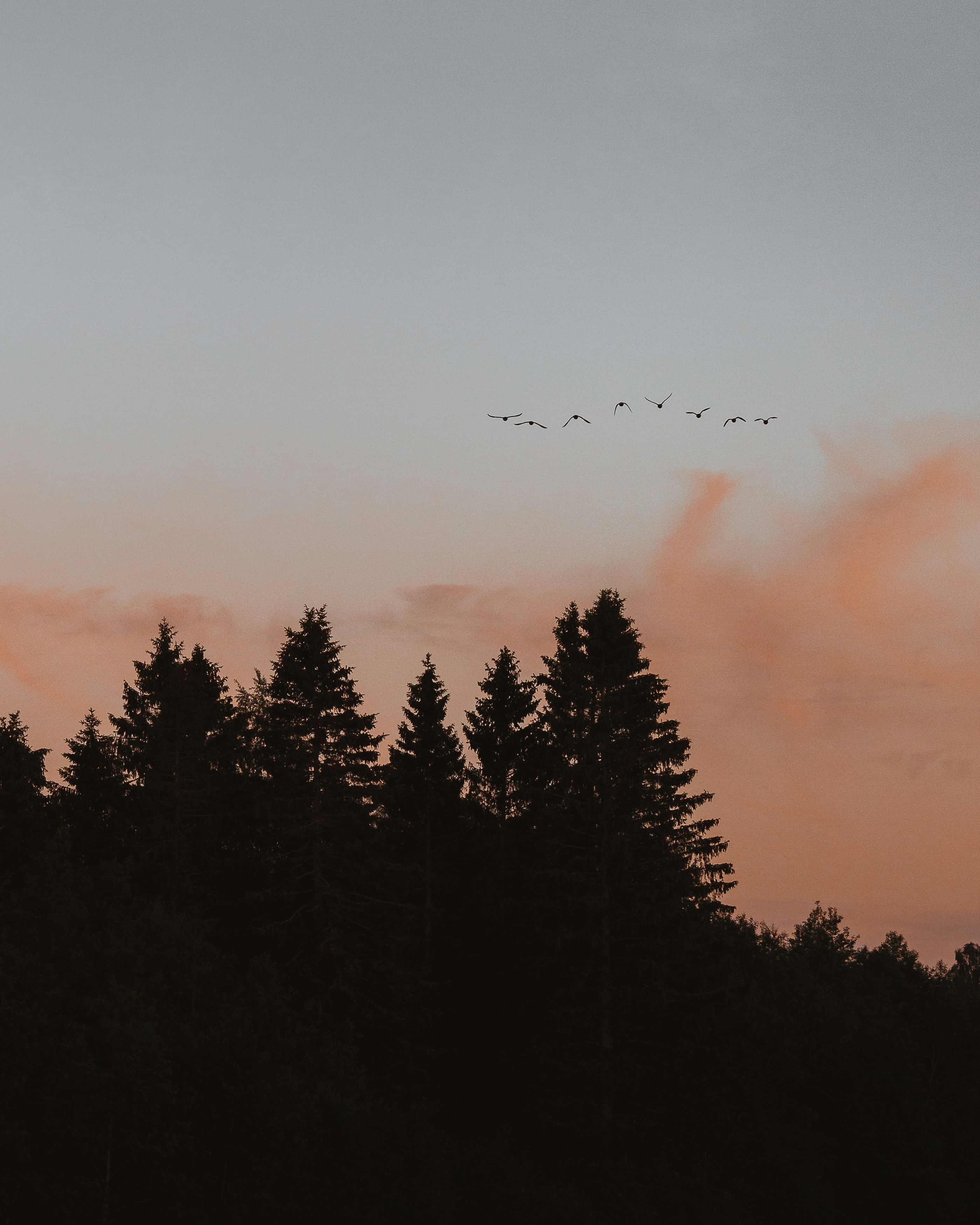 Silhouetted trees against a pastel sky at dusk, with a formation of birds soaring above. 