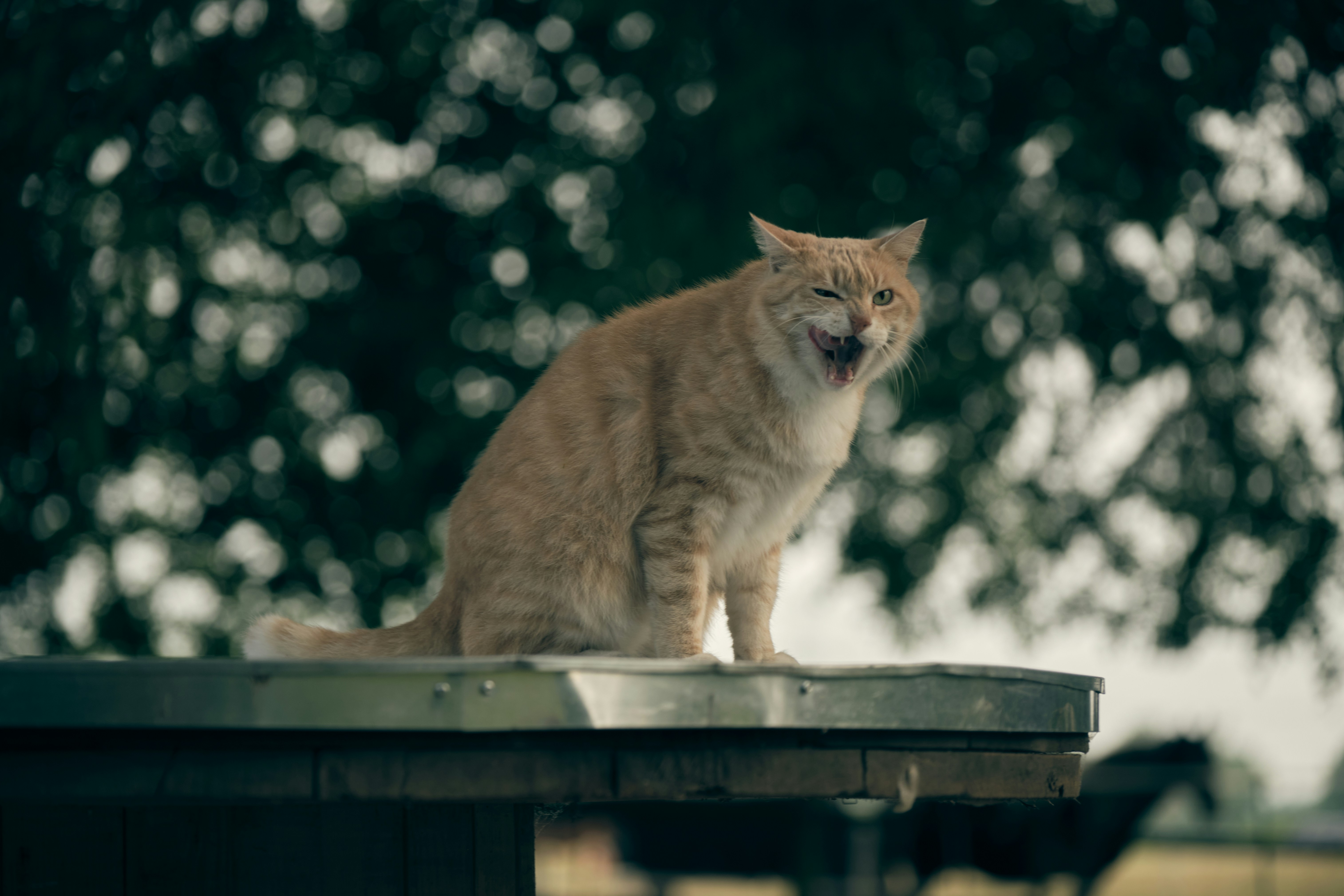 Rooftop Whiskers: Orange tabby on a weathered ledge with a soft green bokeh