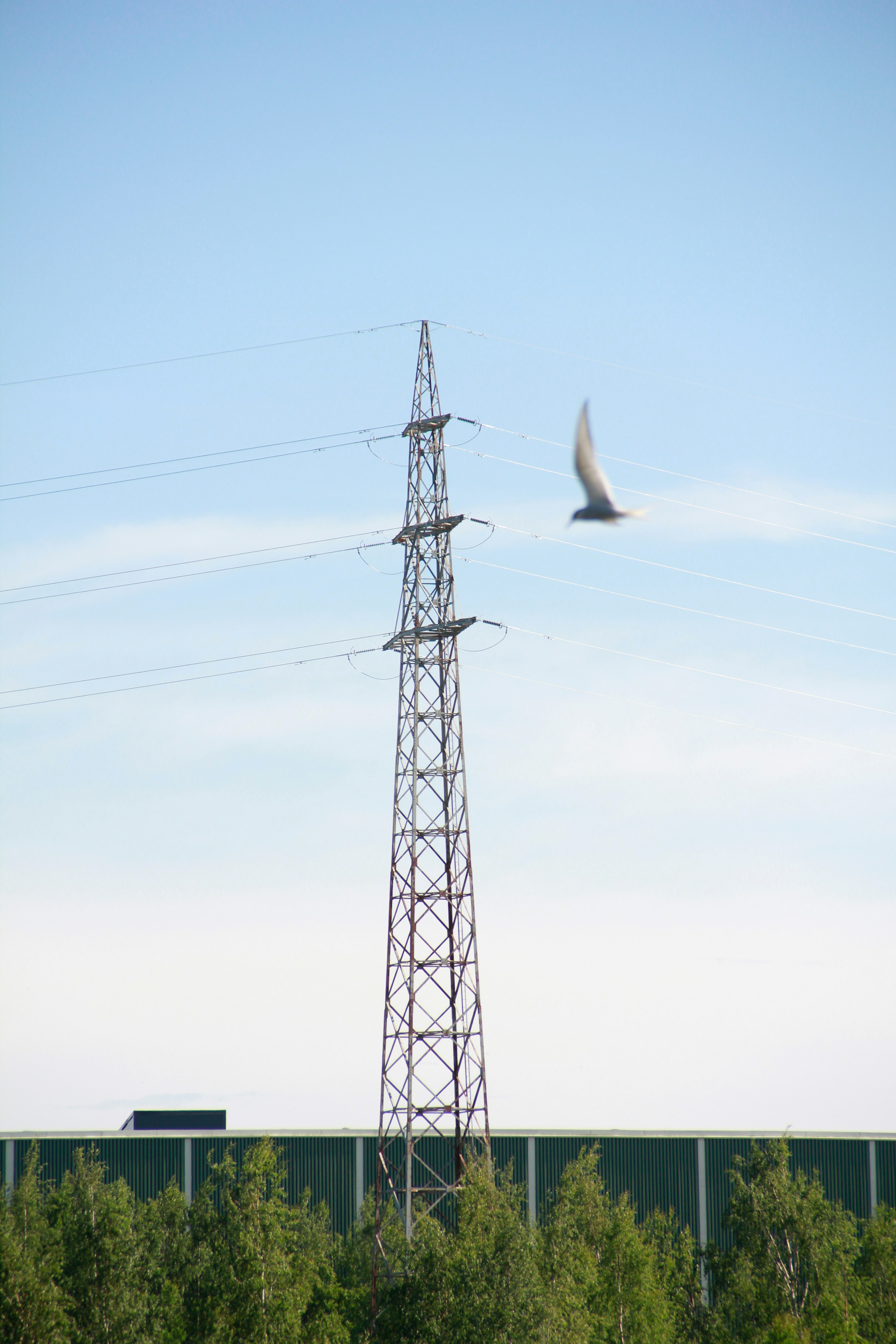 A power line tower stands tall against a clear blue sky, with a bird in flight captured in motion, adding a dynamic element to the serene backdrop.