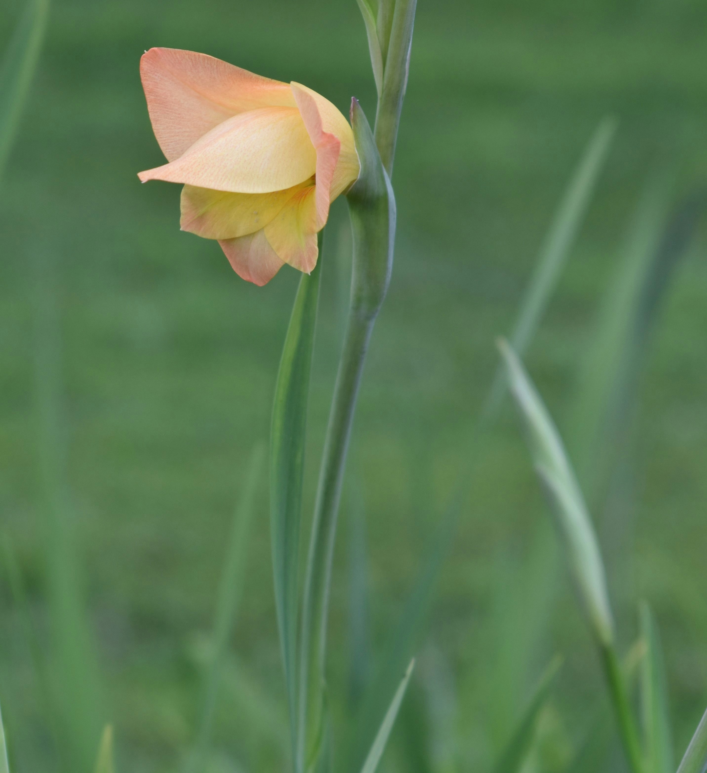Peach-tinted bloom among slender green blades