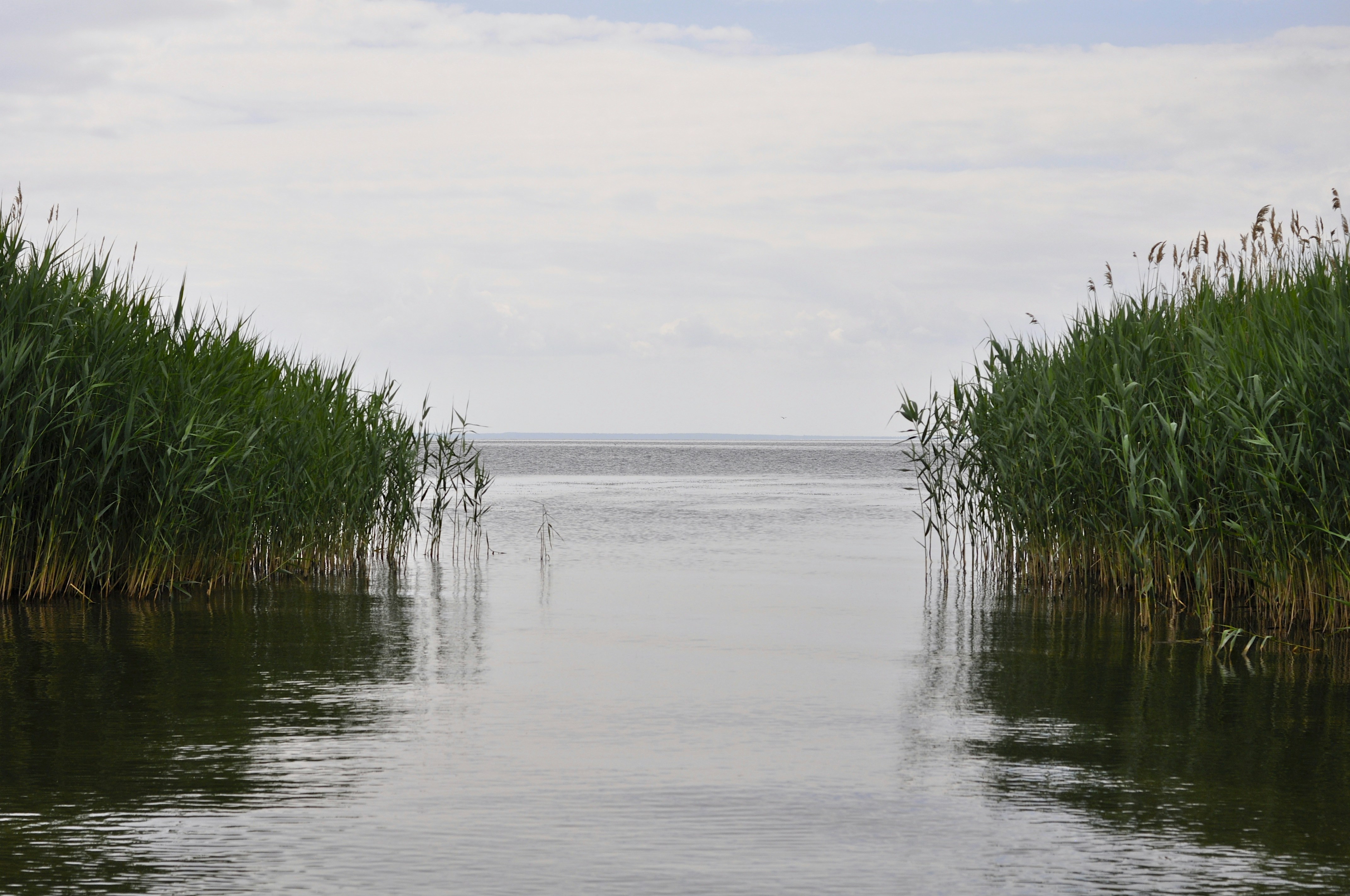 Calm waterway flanked by tall green reeds under a cloudy sky.