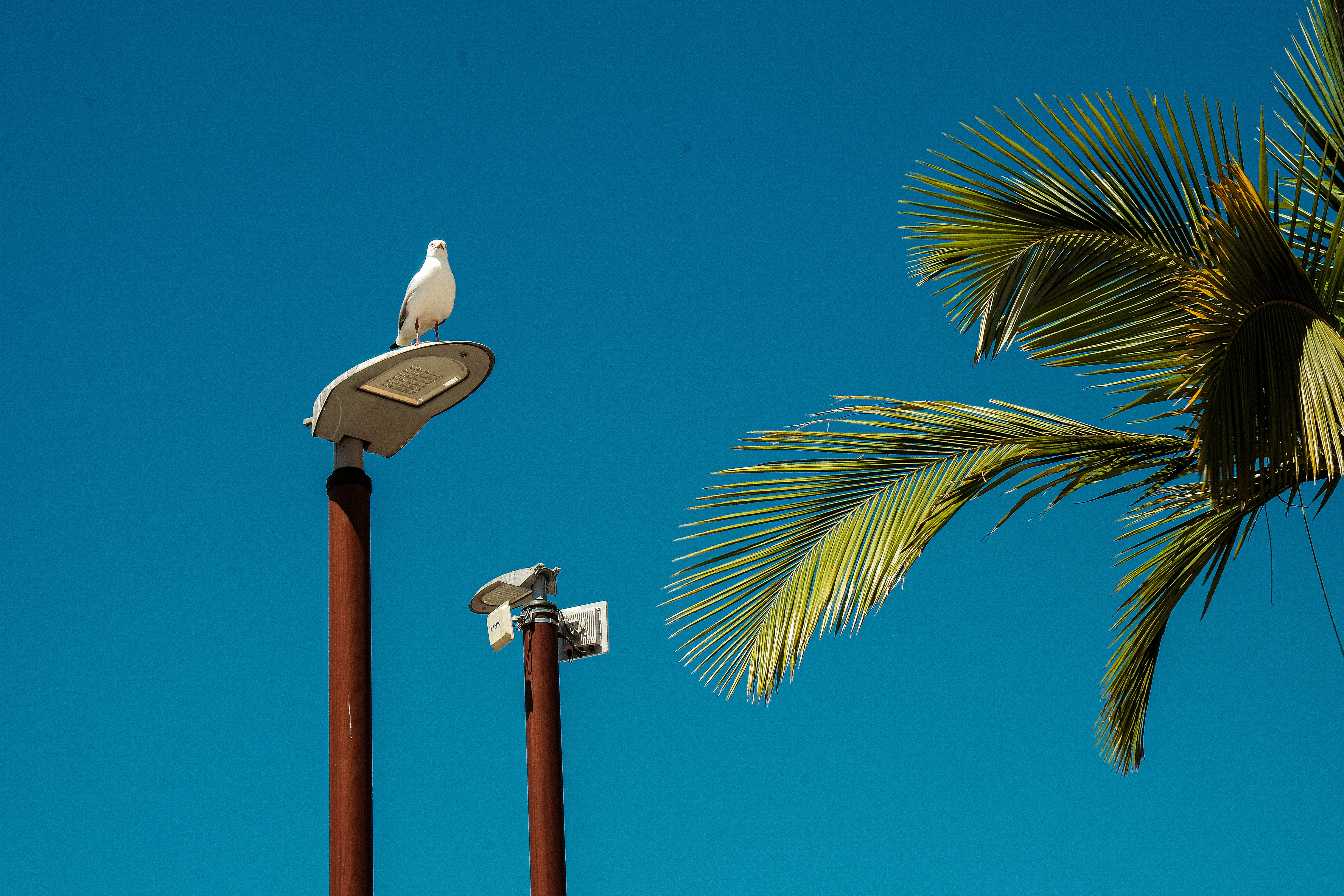 white bird on top of white and red post