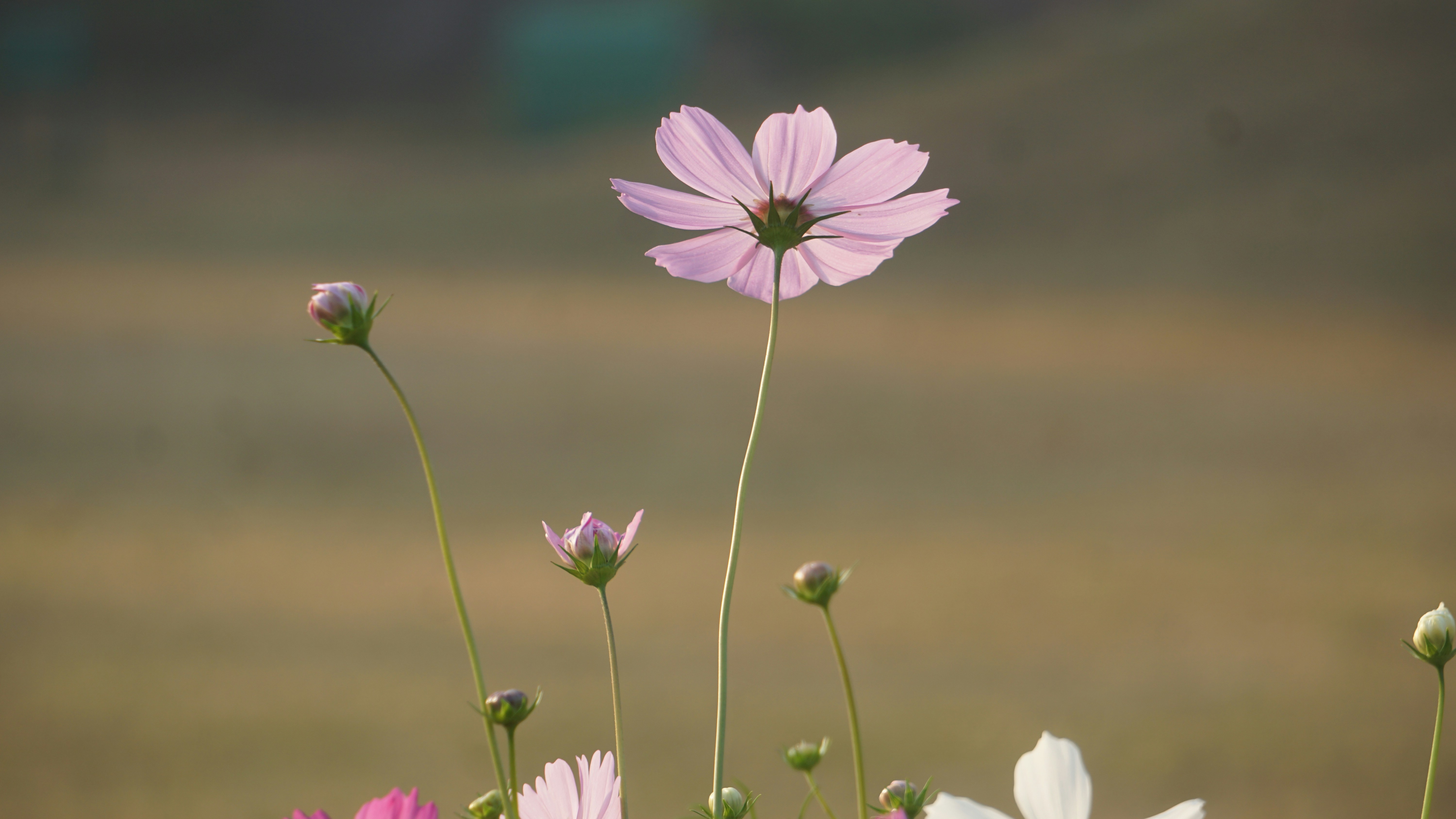 Delicate pink cosmos flower stands tall among budding blooms, showcasing nature's beauty in a serene setting. 
