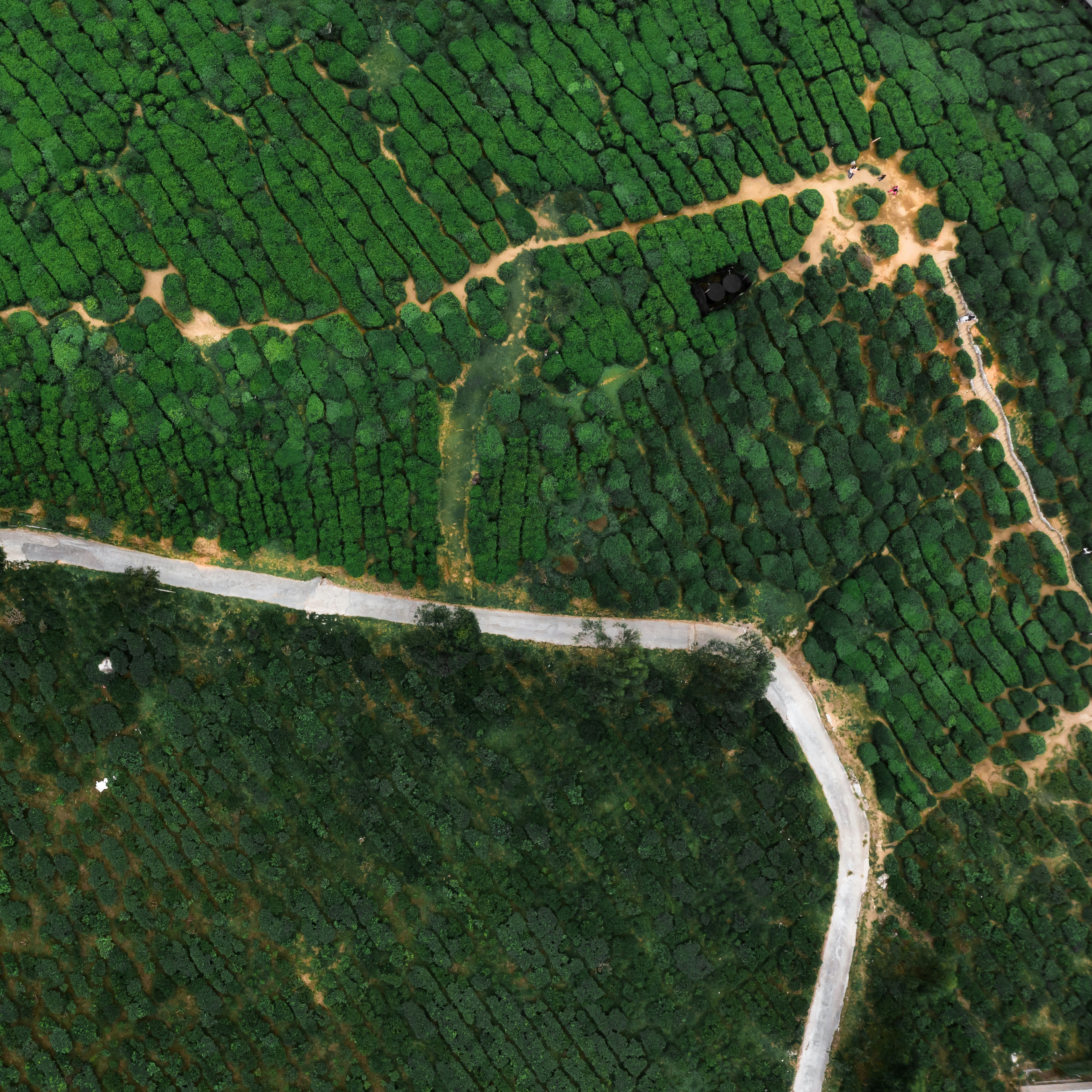 Aerial view of lush, manicured fields interspersed with winding paths and patches of darker vegetation. The geometric arrangement highlights nature's artistry.