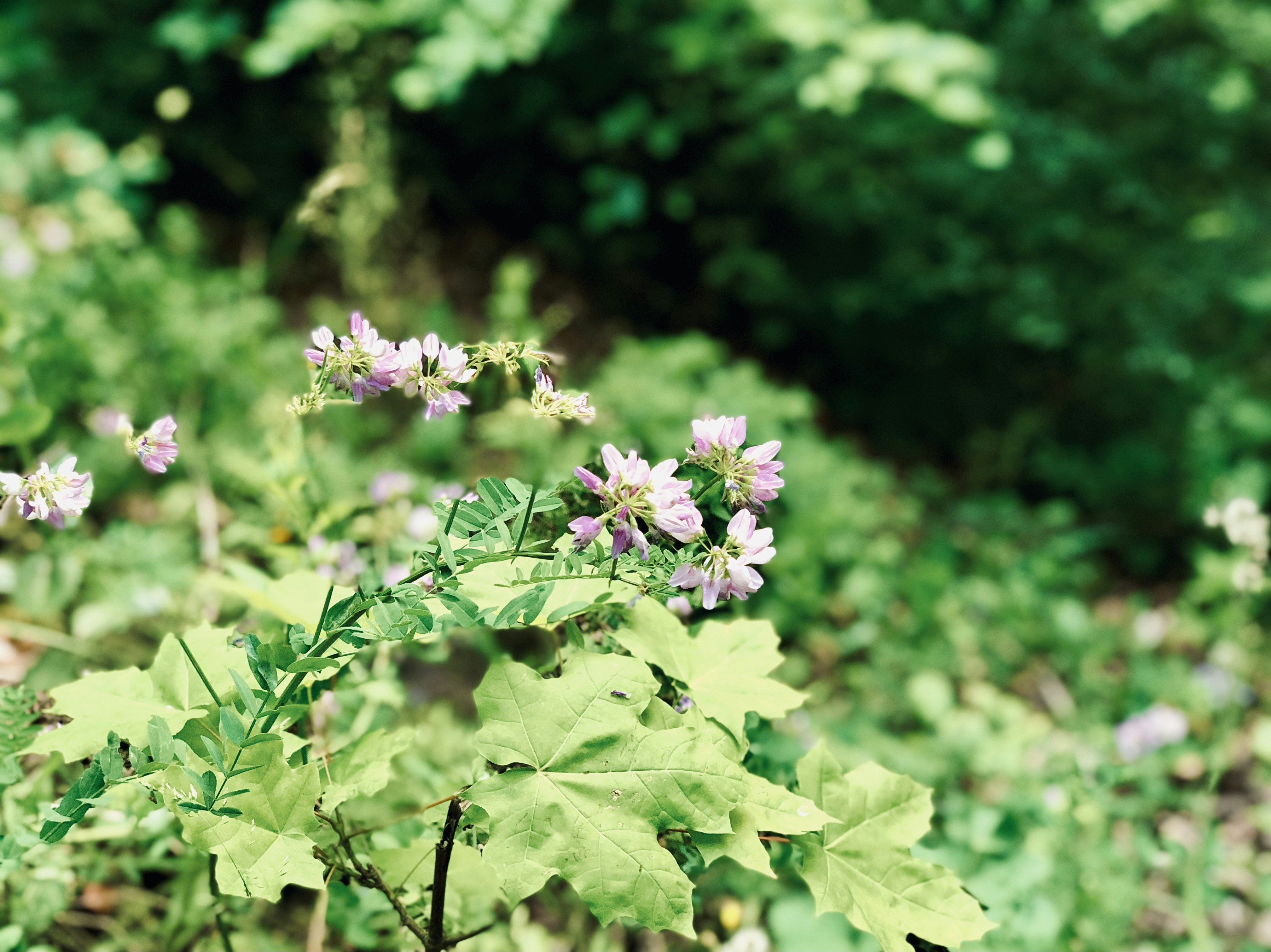 Pink-laced Leaves: Delicate Blooms in a Quiet Garden