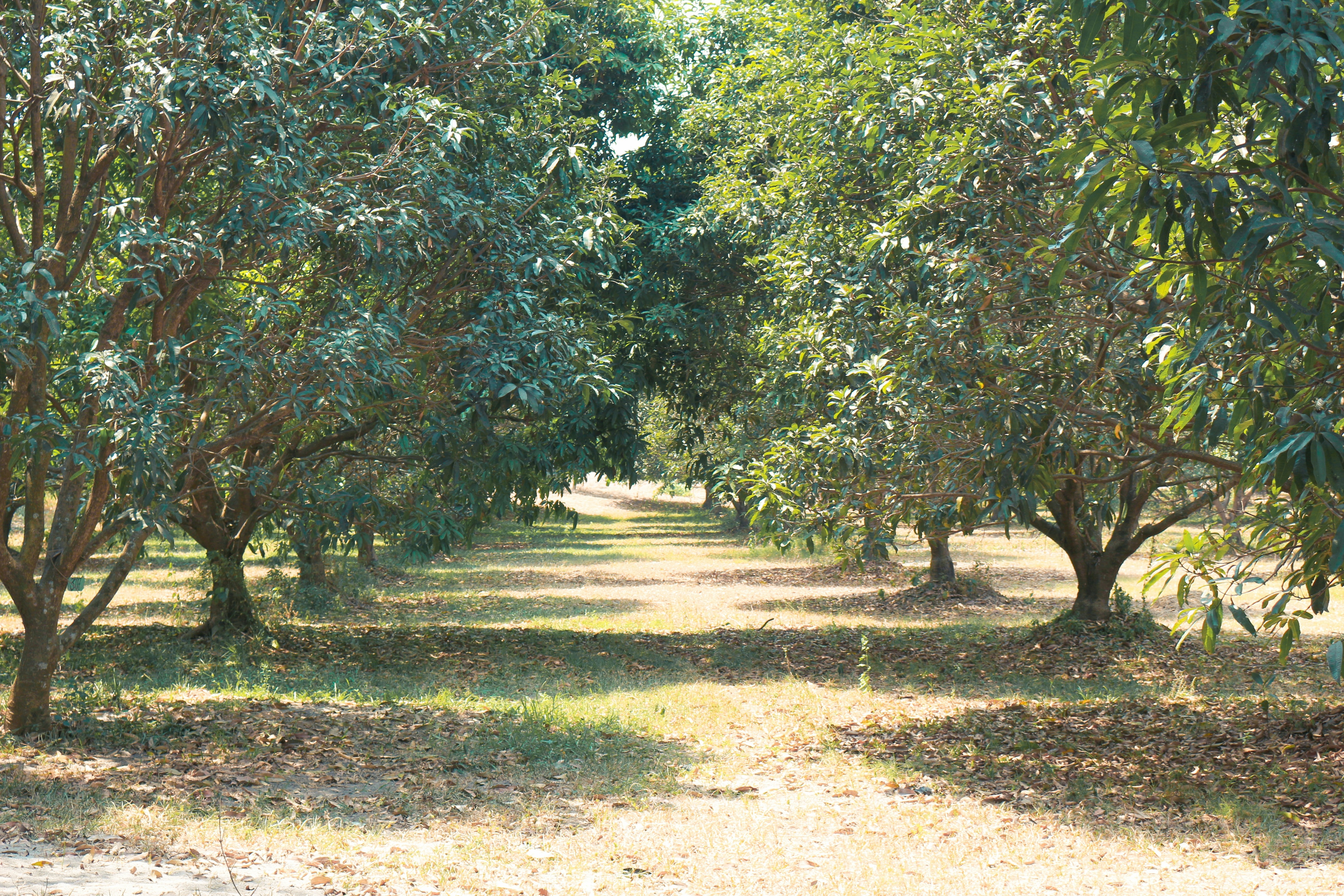 A tranquil pathway lined by lush trees in an orchard, inviting exploration through dappled sunlight. 
