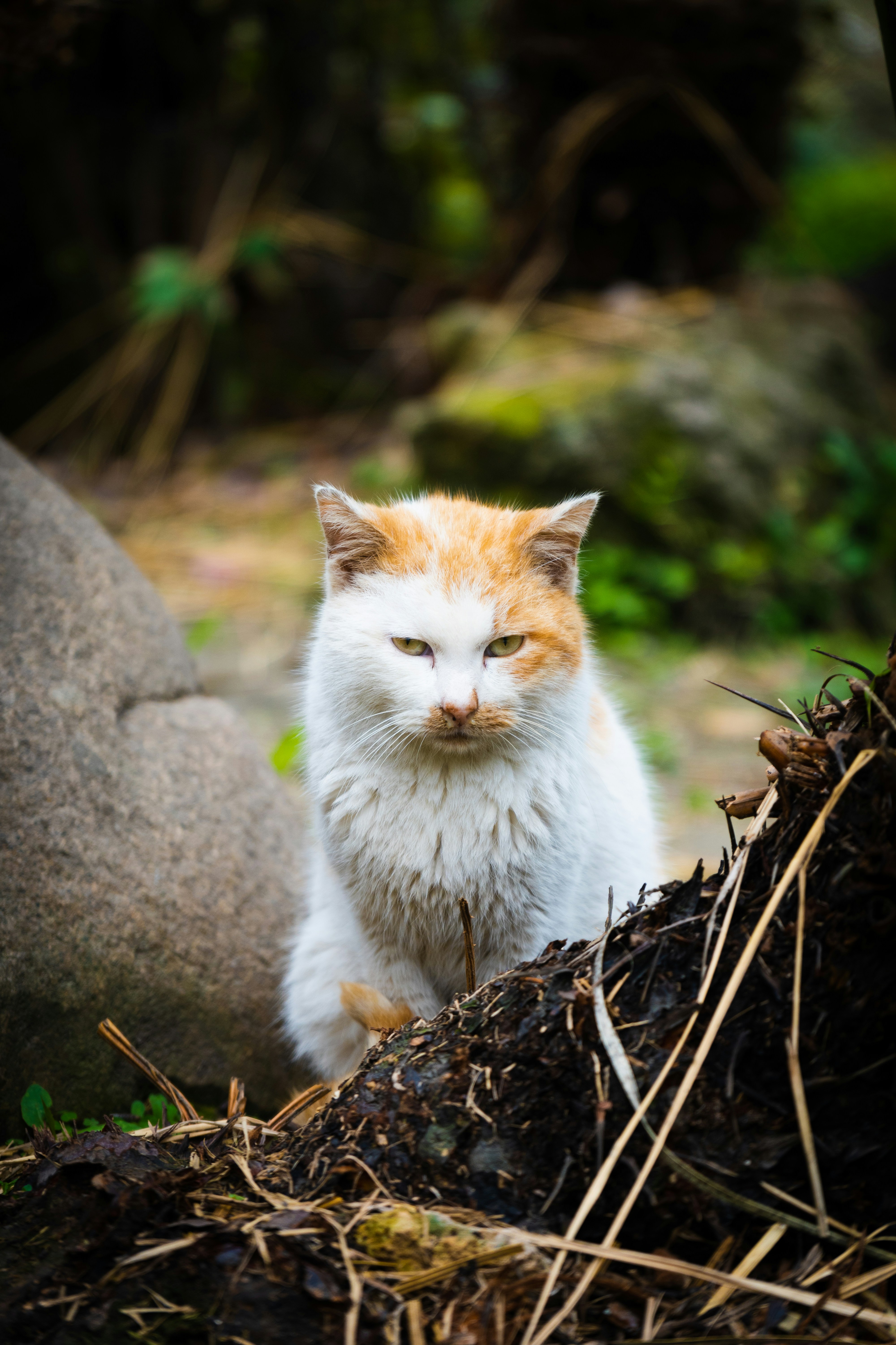 A cat sitting in front of a forest after a rainy day