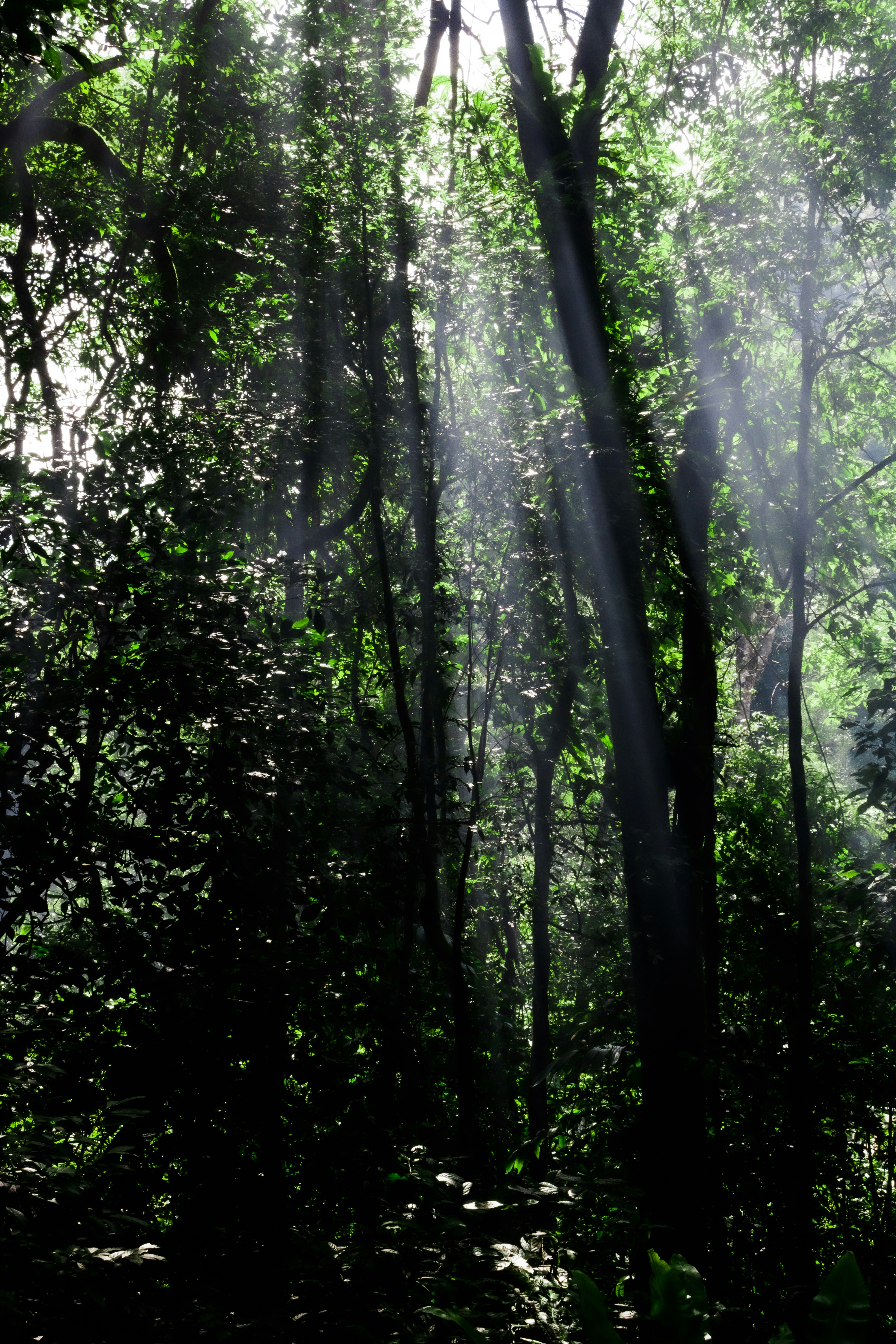 Sunlight streaming through dense foliage, creating ethereal rays in a lush forest. The interplay of light and shadow enhances the tranquil atmosphere.