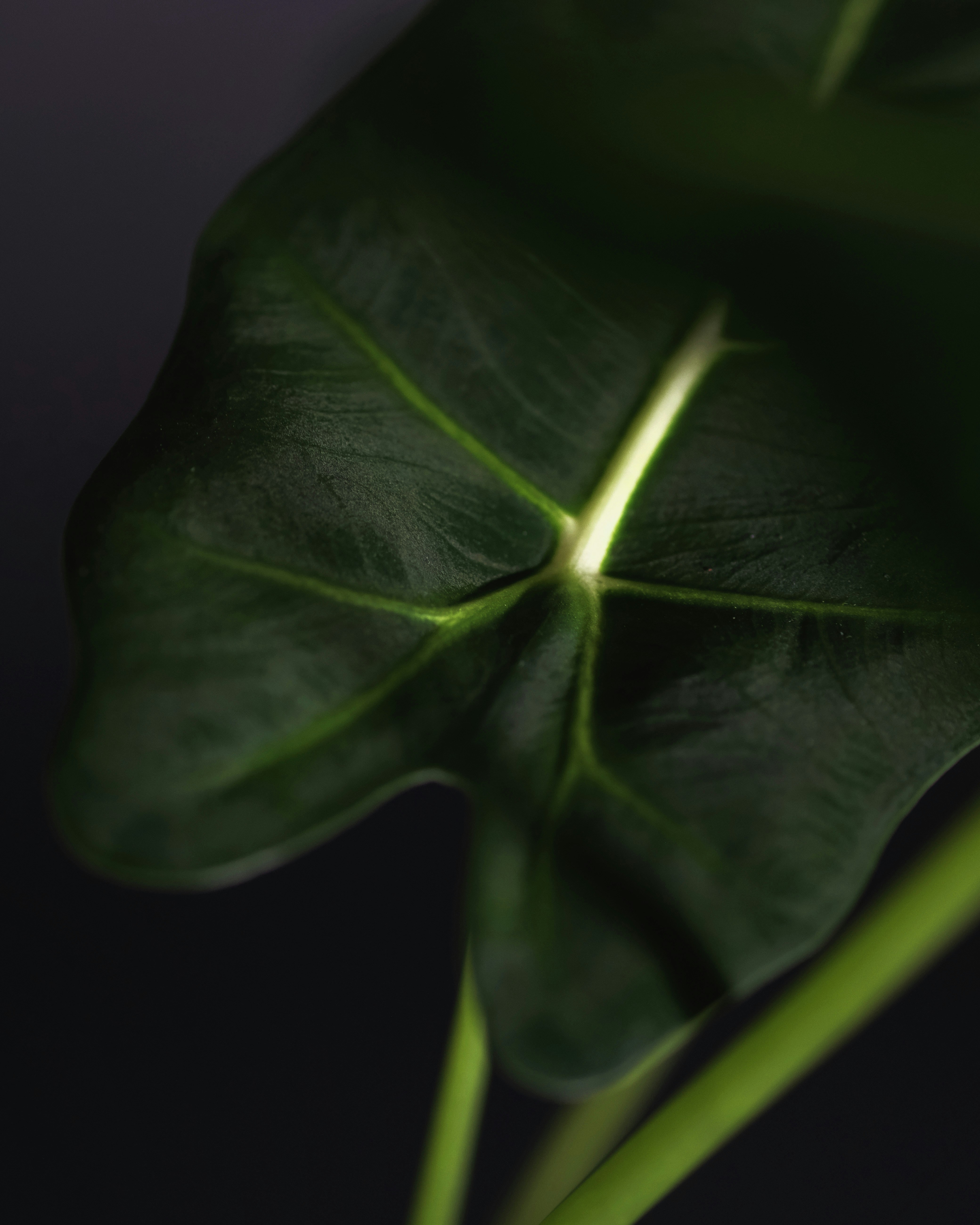 Midnight Vein: A Macro Portrait of a Deep-Green Leaf