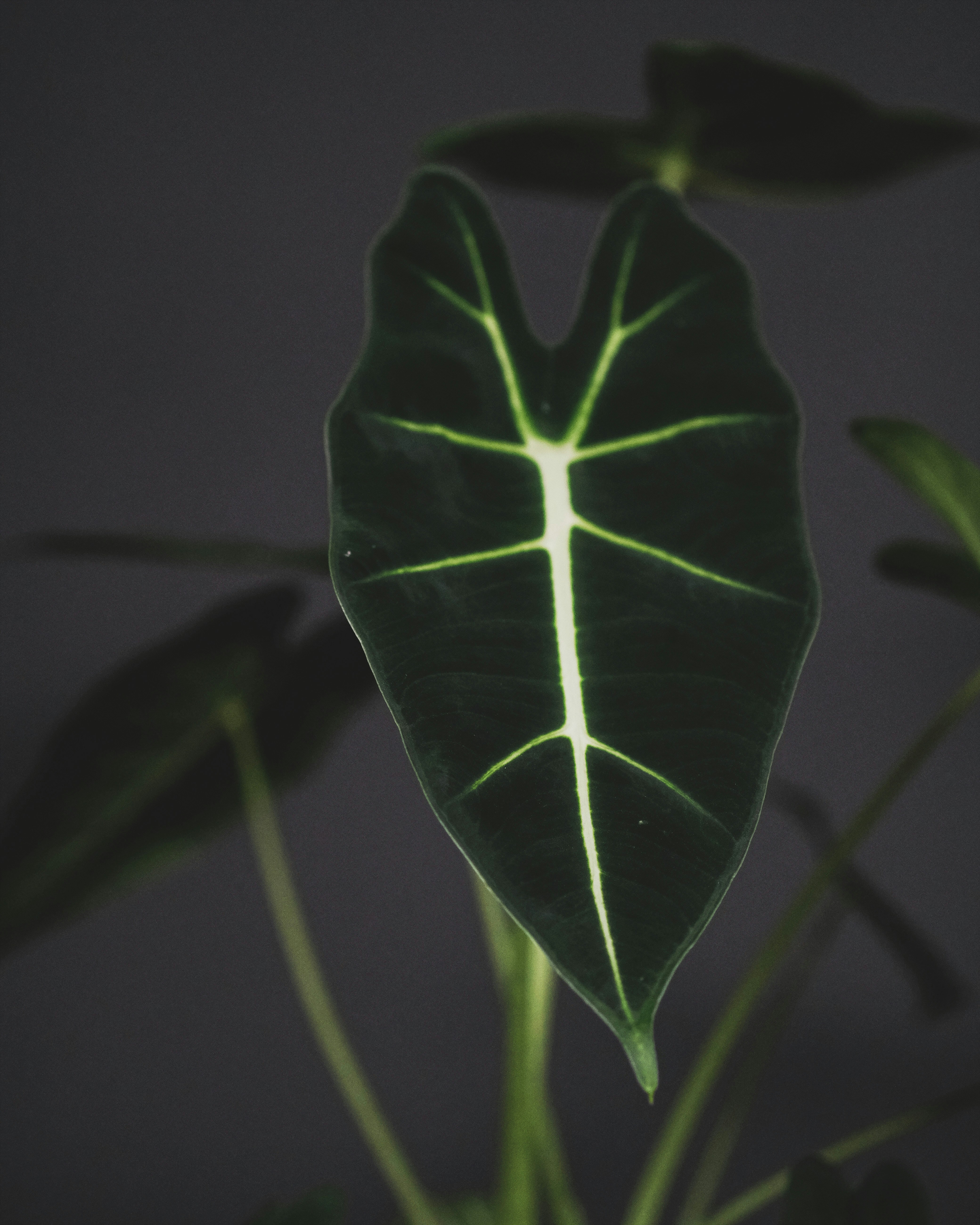 Close-up of a green leaf showcasing intricate vein patterns against a dark background.