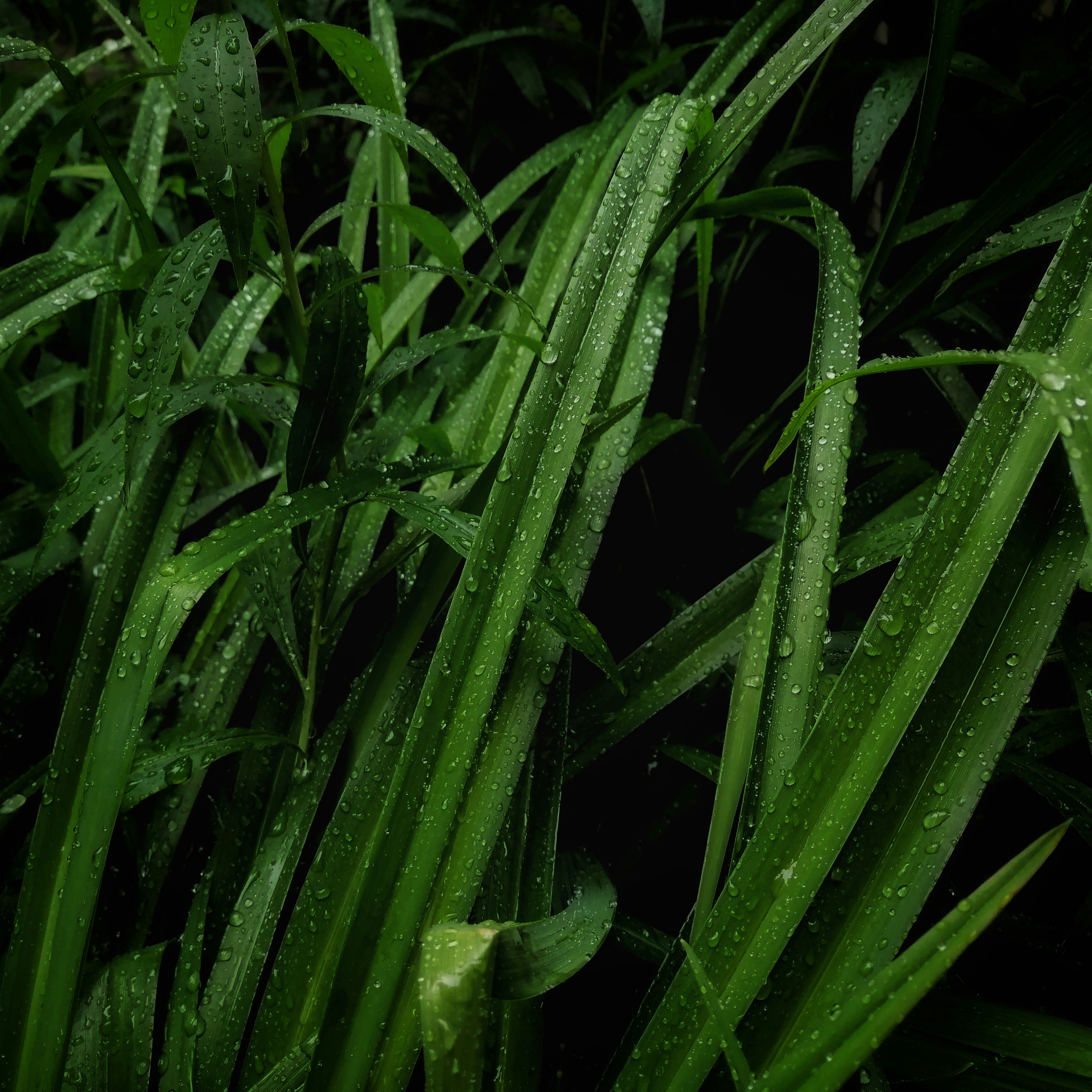 Close-up photograph of dew-speckled emerald grass blades against a dark, shadowed background.