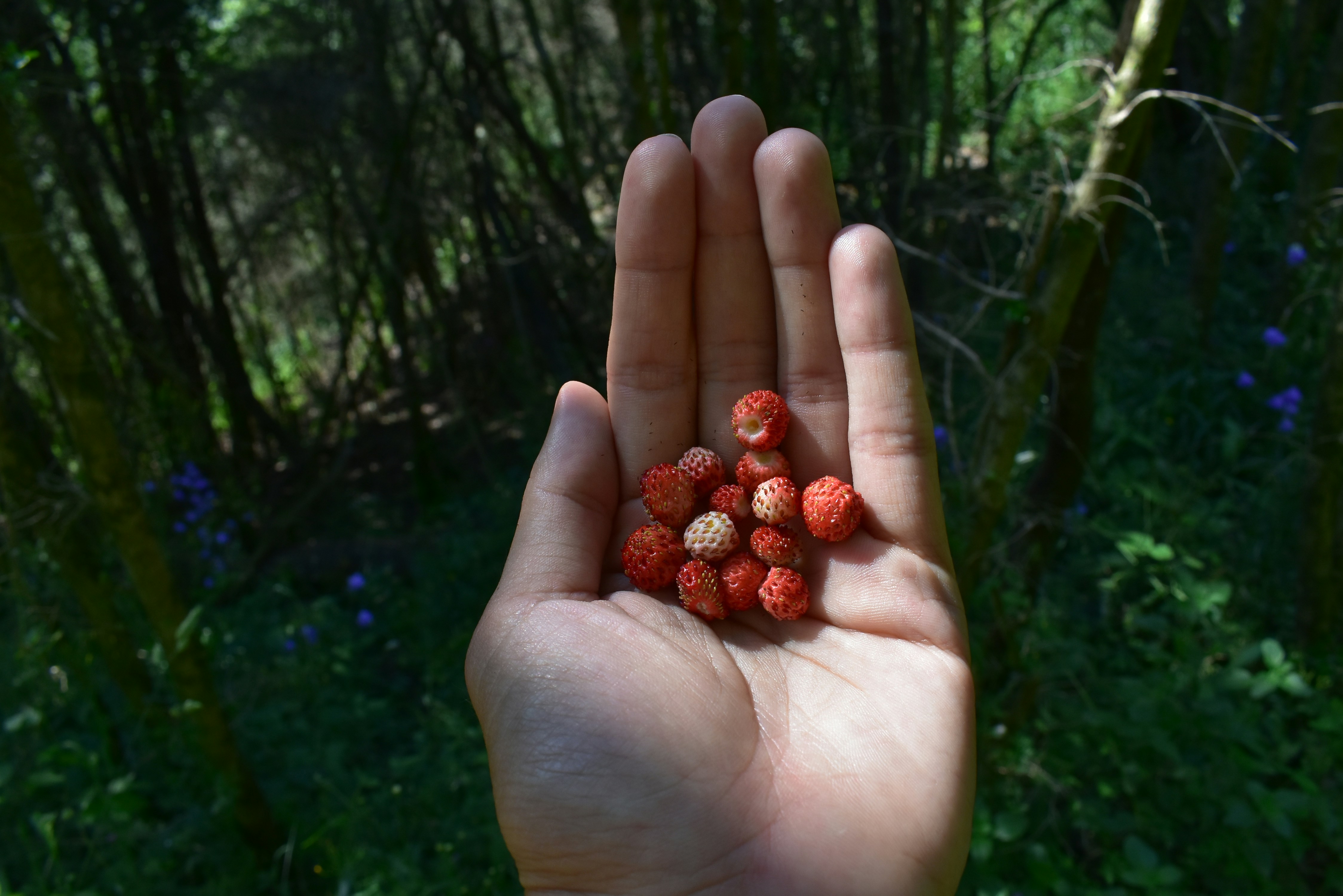A hand holds a collection of vibrant red berries against a backdrop of lush greenery in a forest setting.