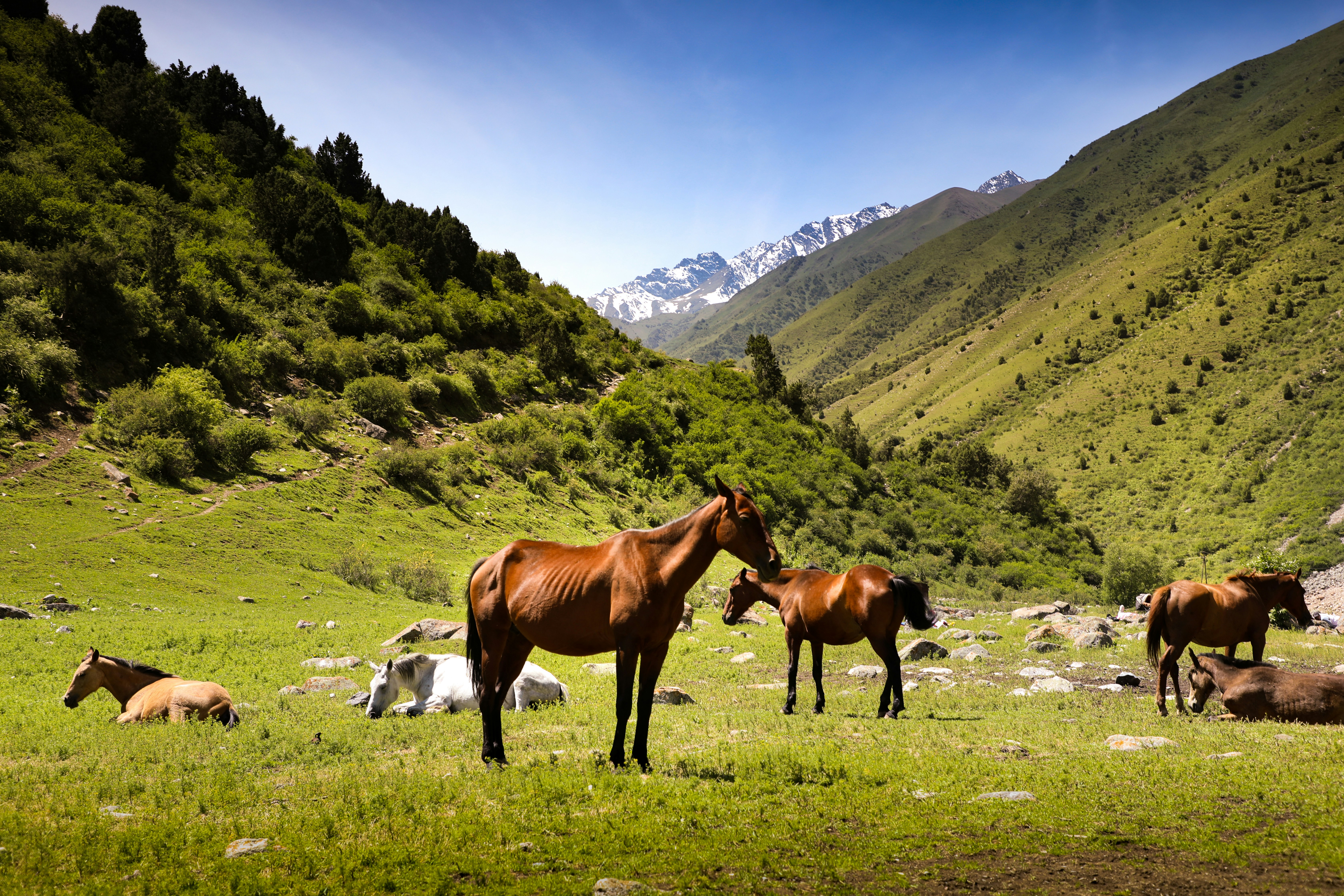 Horses grazing peacefully in a lush green valley, framed by majestic mountains under a clear blue sky.