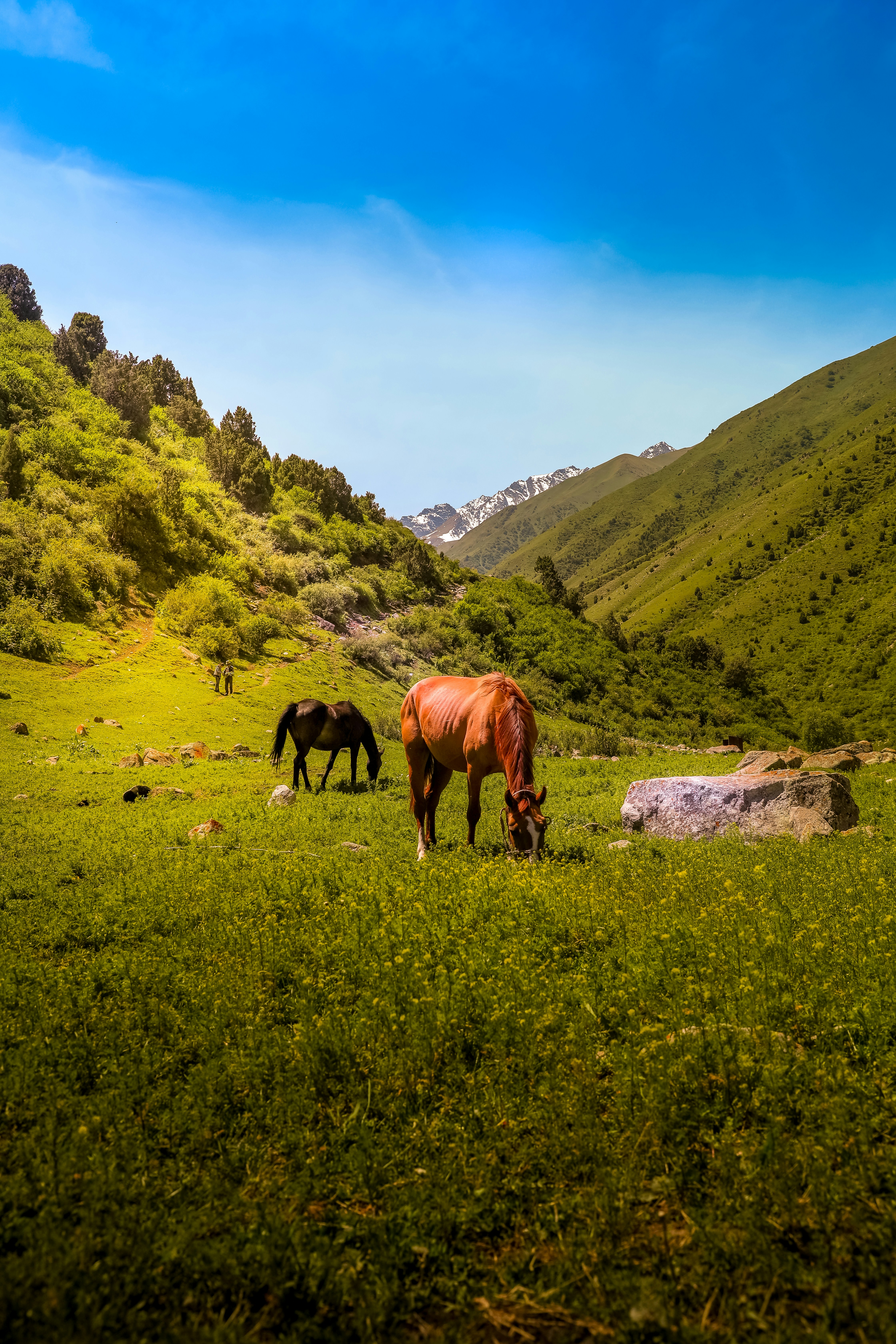 Two horses grazing peacefully in a lush green meadow surrounded by rolling hills and distant snow-capped mountains.
