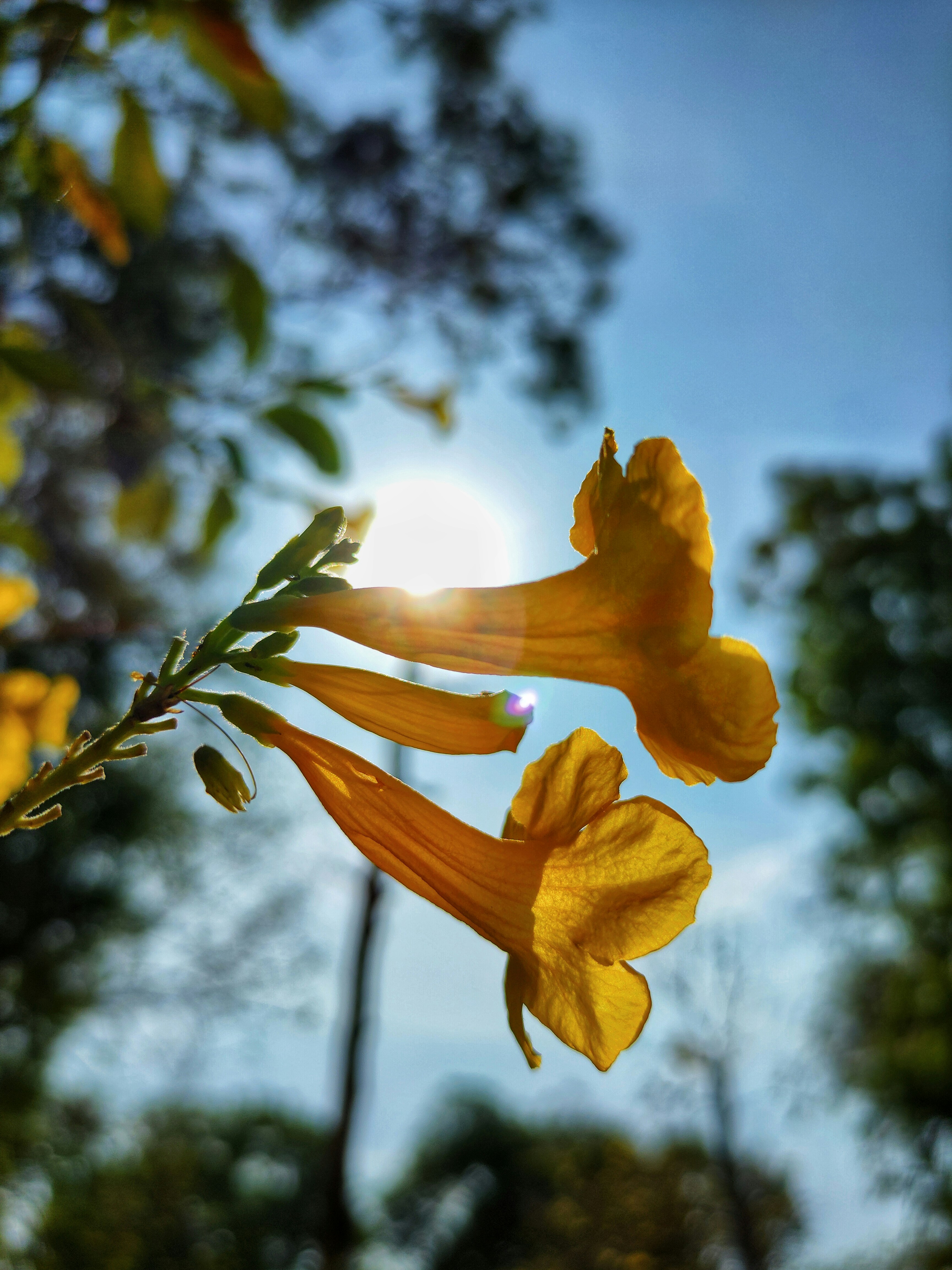 Close-up of a yellow trumpet flower backlit by the sun, with blue sky and soft green background.