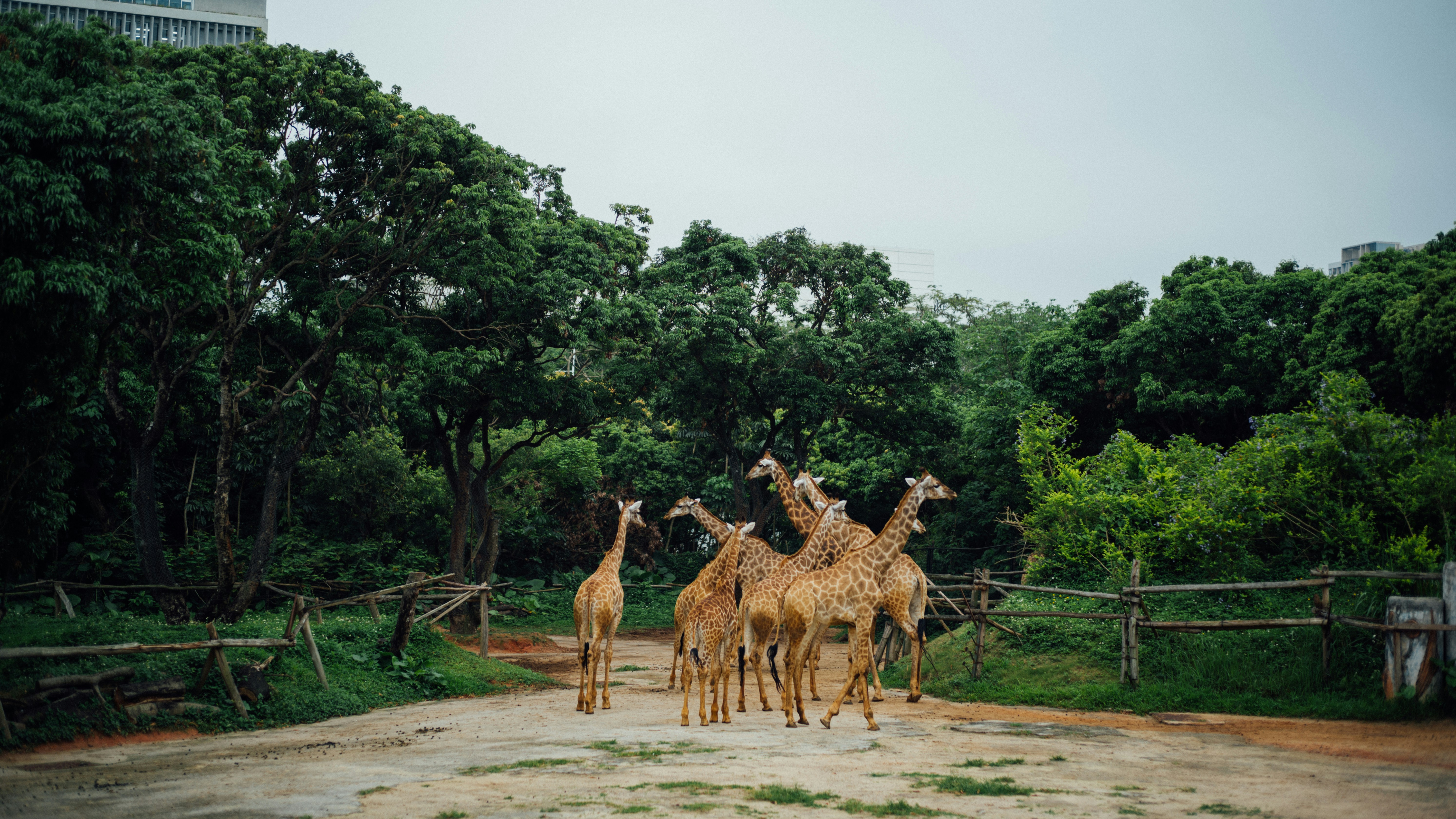 A group of giraffes navigating a tranquil path surrounded by lush greenery and wooden fencing.