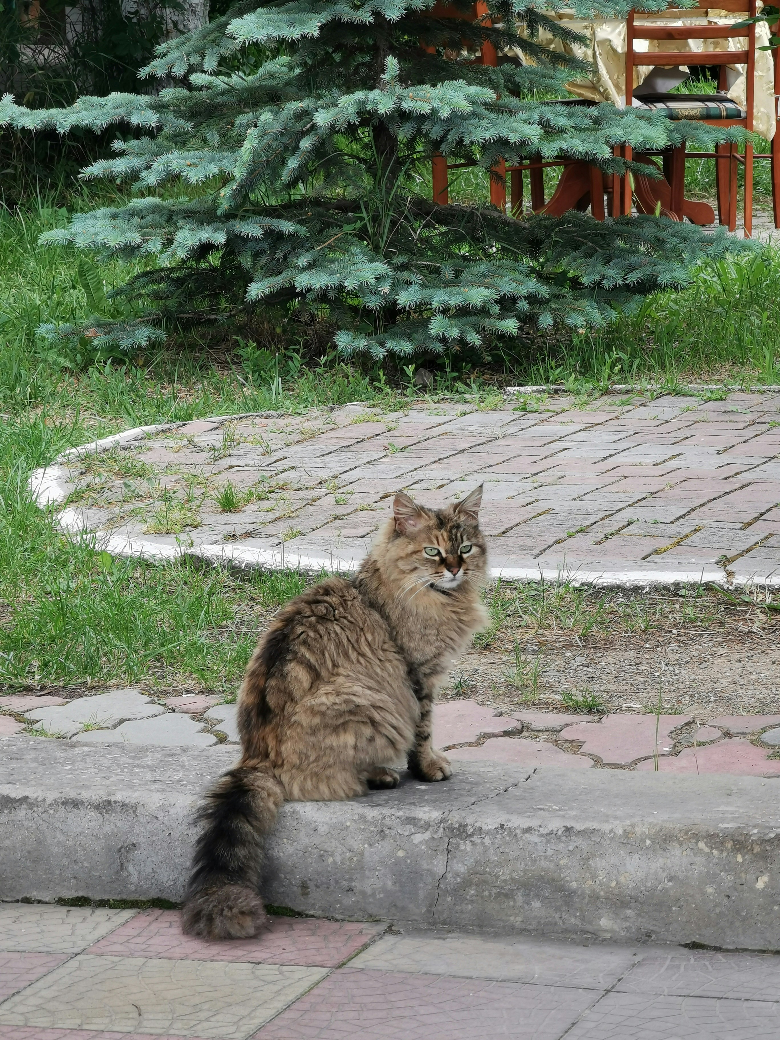 Fluffy cat perched on a stone curb, gazing curiously at its surroundings amidst a backdrop of greenery and outdoor seating.