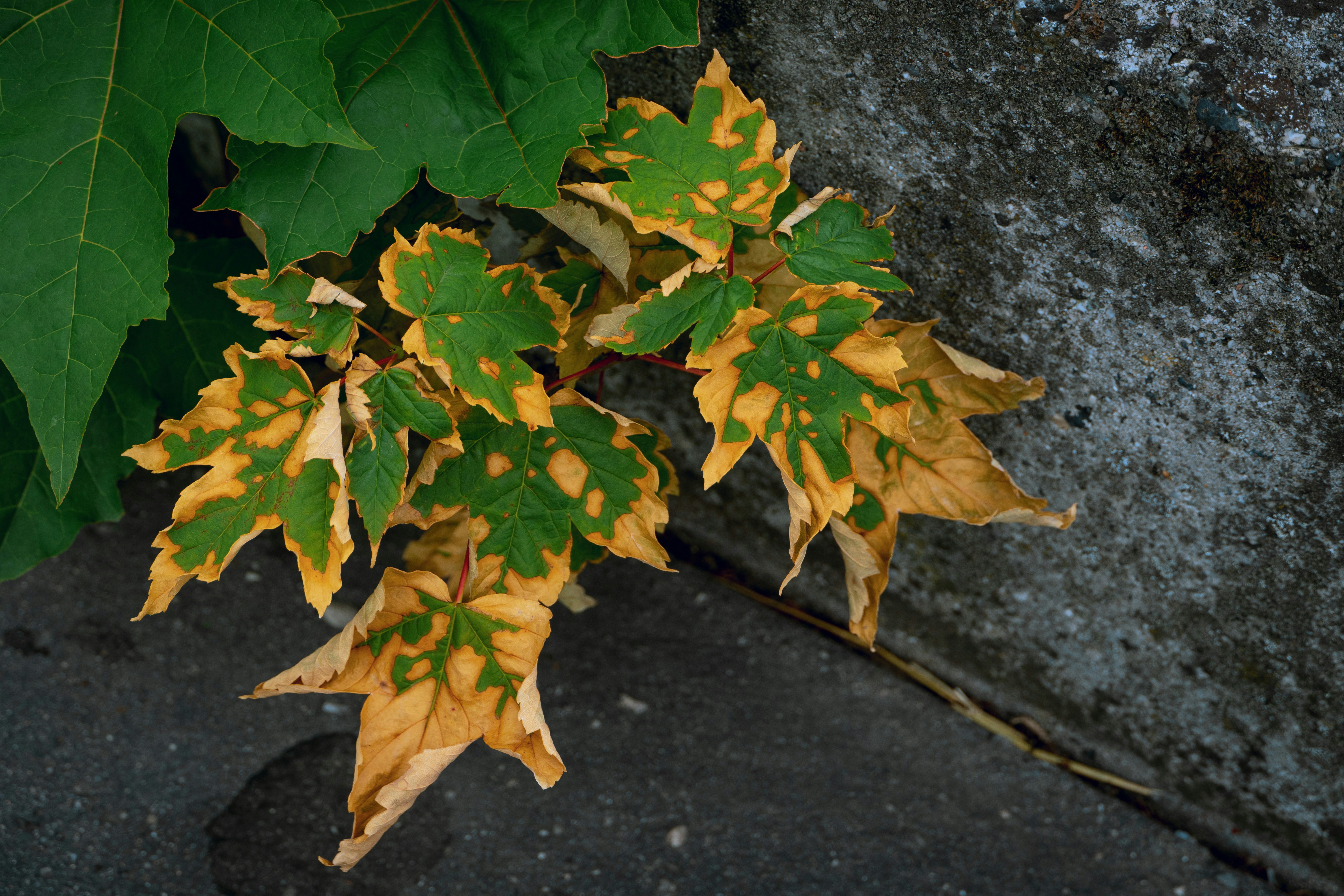 A cluster of green and yellow maple leaves resting against a textured stone surface, highlighting the seasonal shift. 