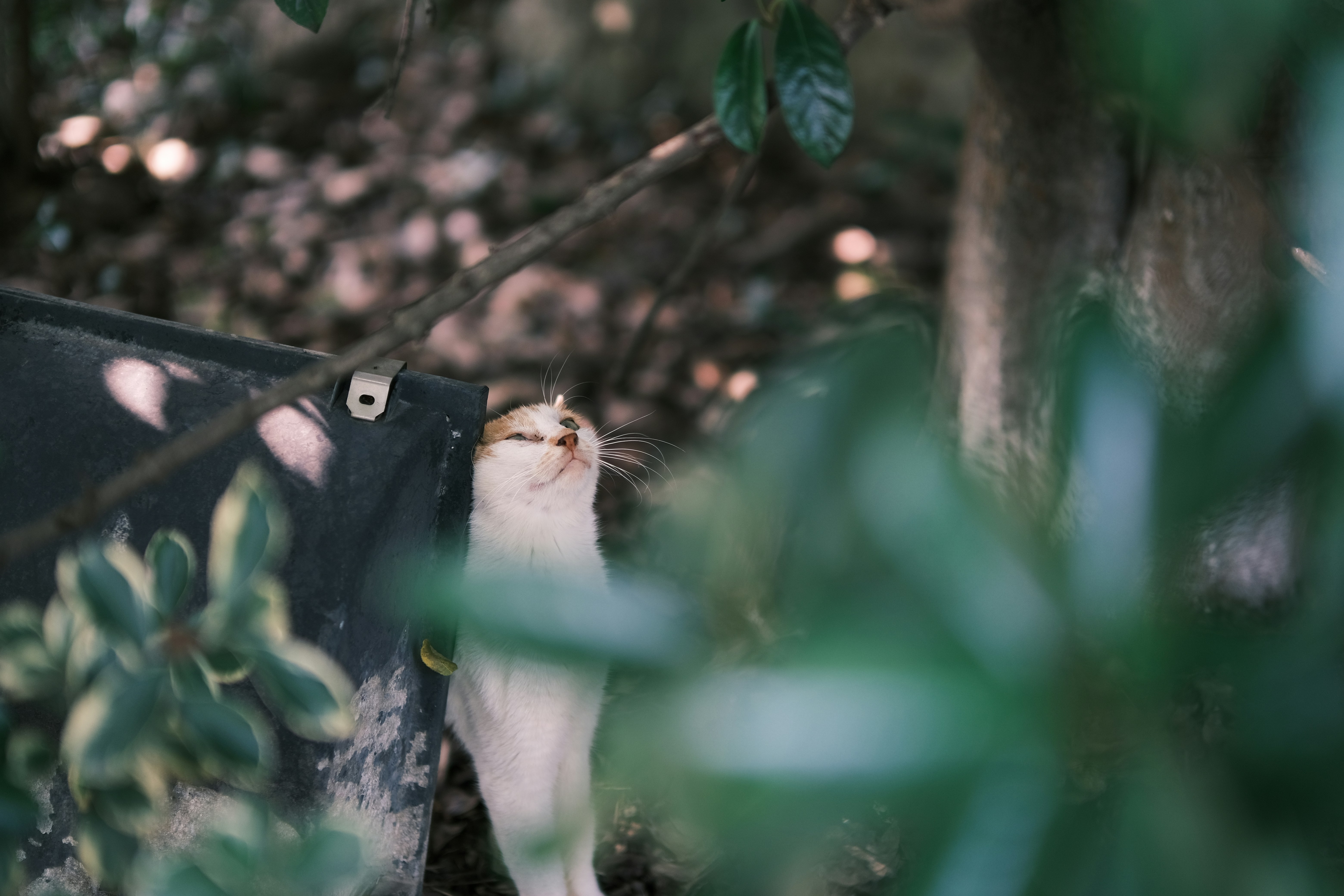 white and brown cat on tree branch