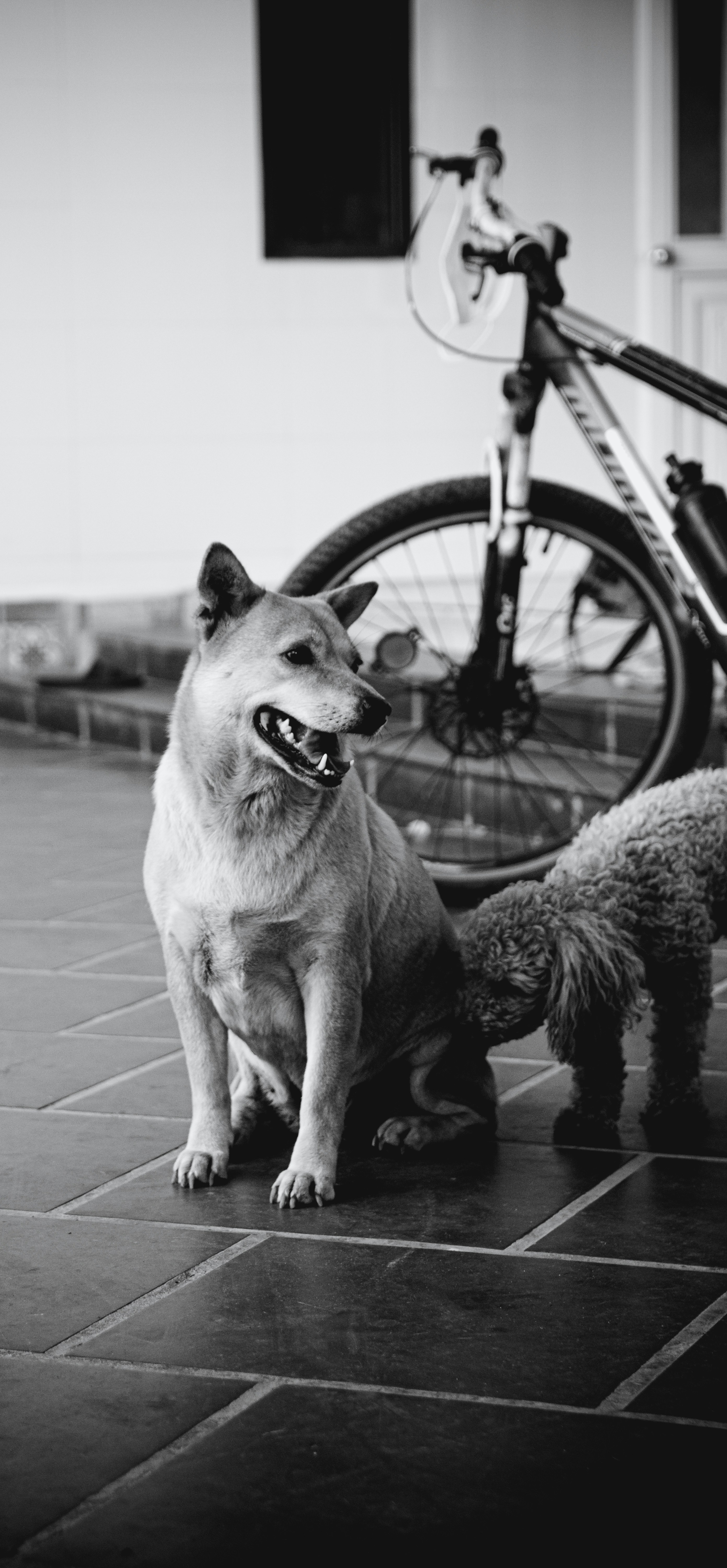Dog 666 Virus Photo Pictures | Download Free Images on Unsplash